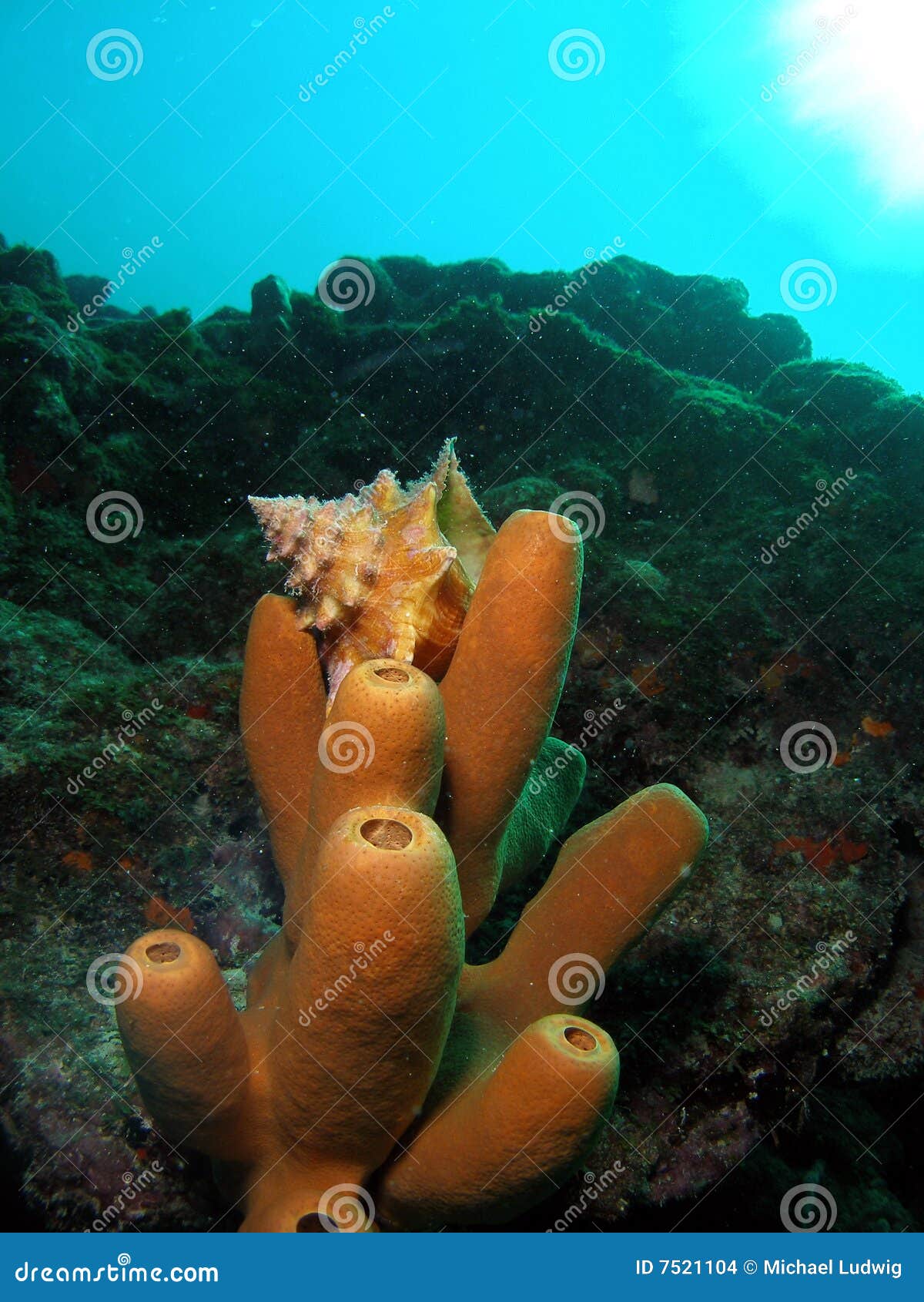 Shell on Coral stock photo. Image of environmental, corals - 7521104