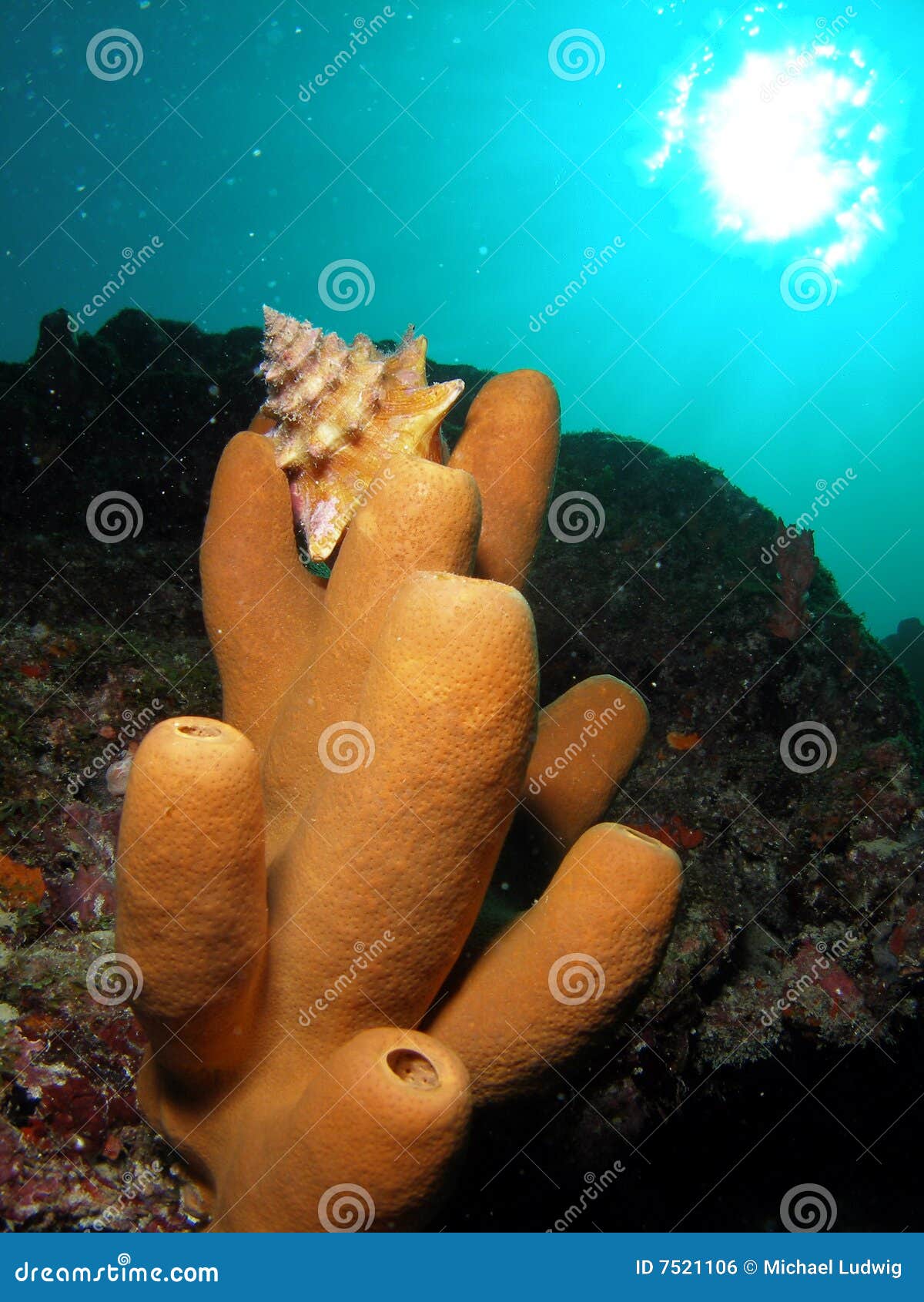 Shell on Coral stock photo. Image of bahamas, corals, exotic - 7521106