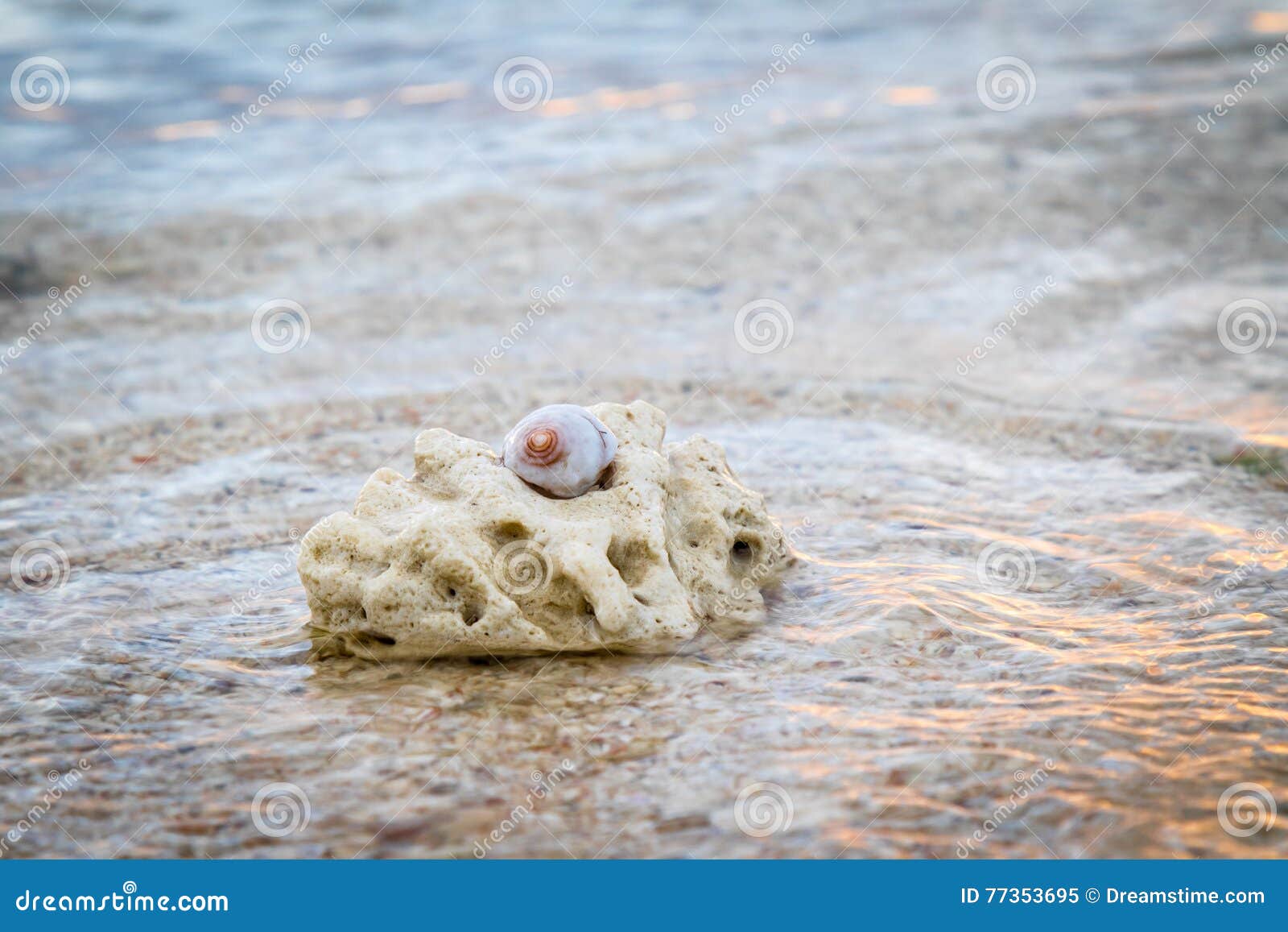 A Shell on Coral at the Beach Stock Image - Image of surface, mauritius ...