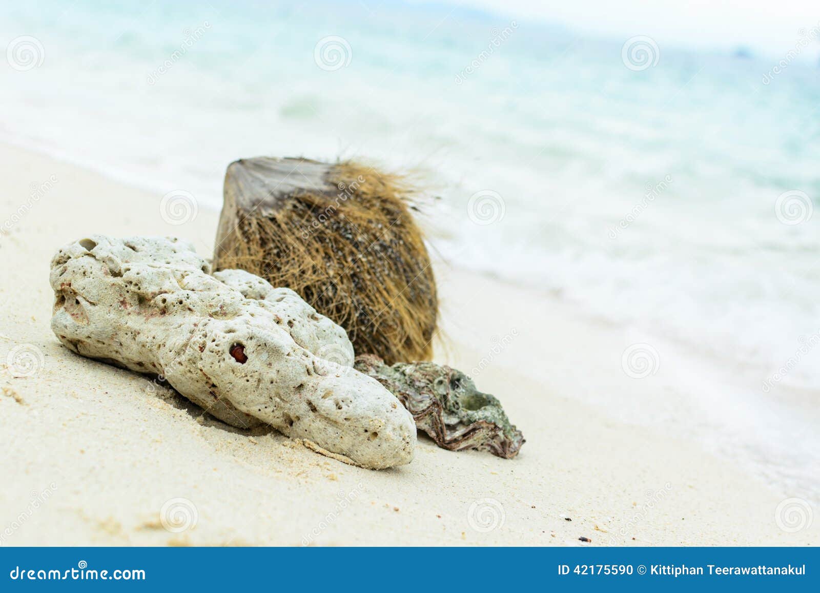 Shell ,coral and Coconut on Beach Stock Photo - Image of beach, coral ...
