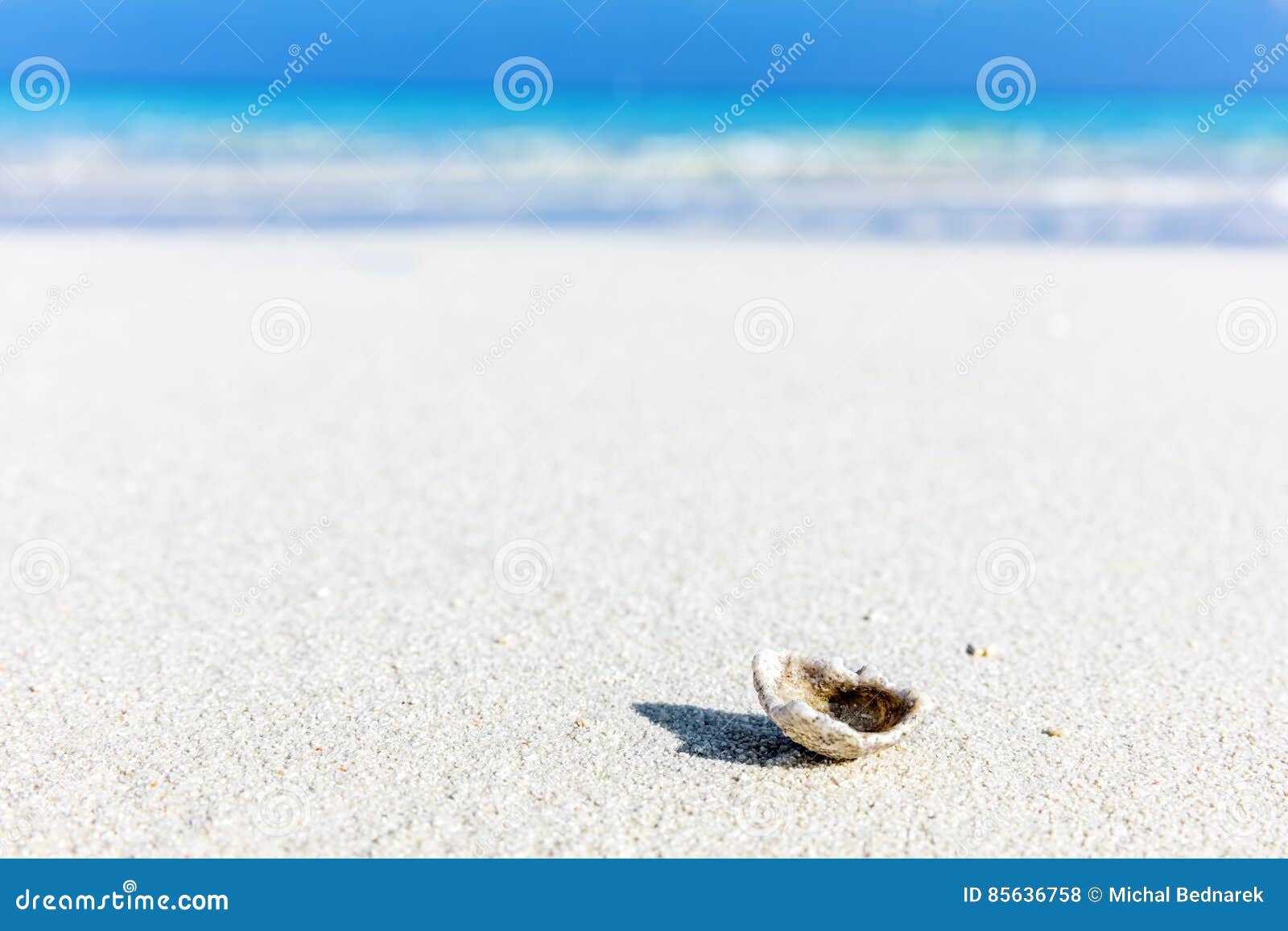 Shell, Coral Reef on Sandy Tropical Beach in Maldives Stock Photo ...