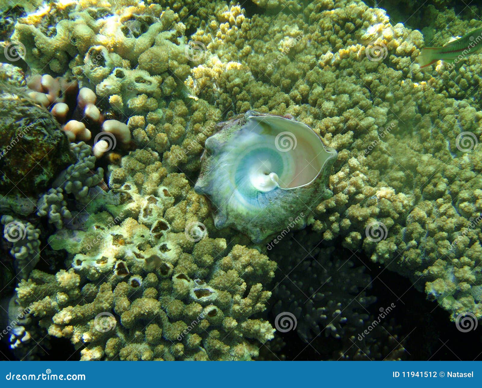 Shell on corals stock photo. Image of water, egypt, marine - 11941512