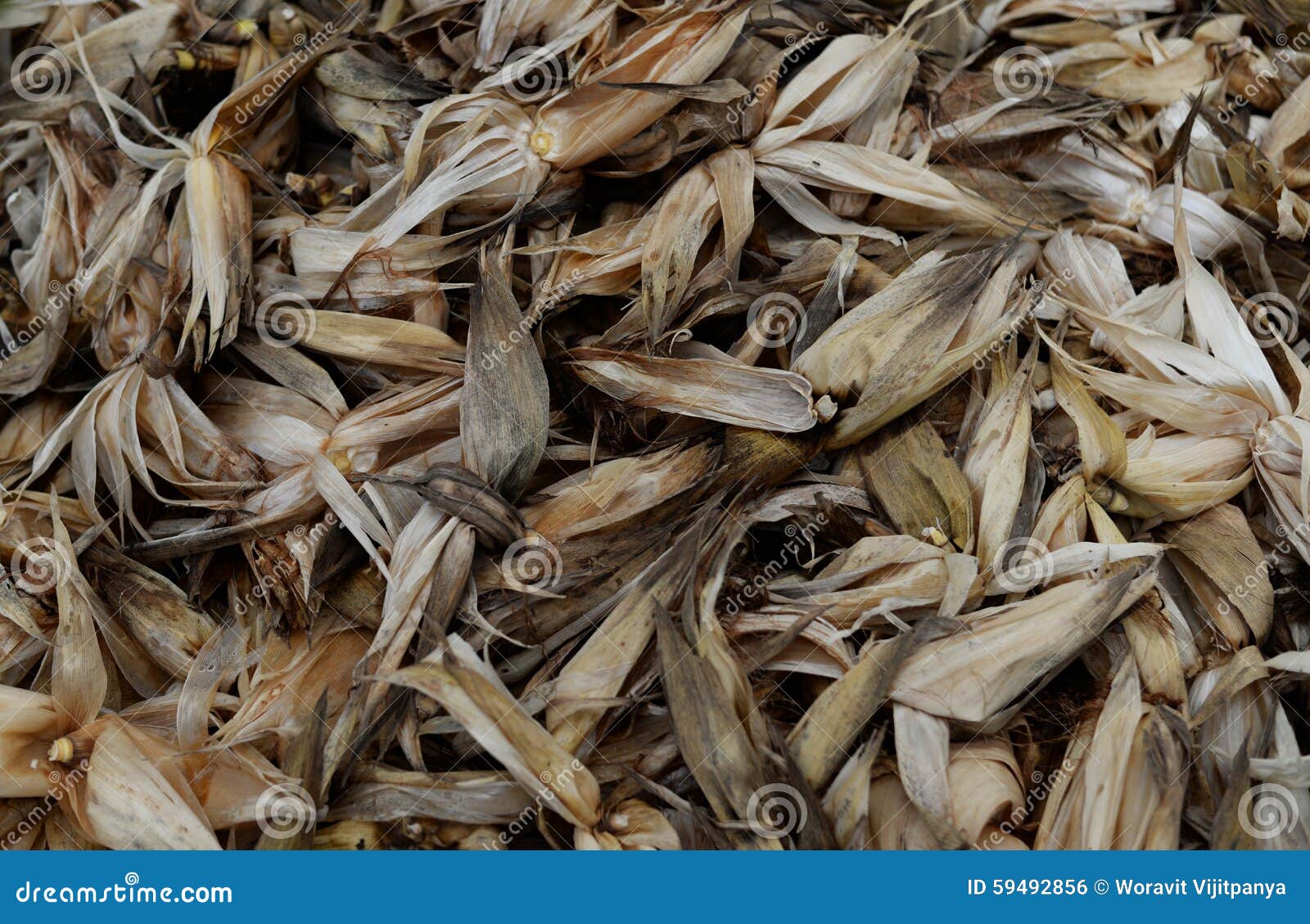Shell corn stock photo. Image of vegetable, fresh, corn - 59492856