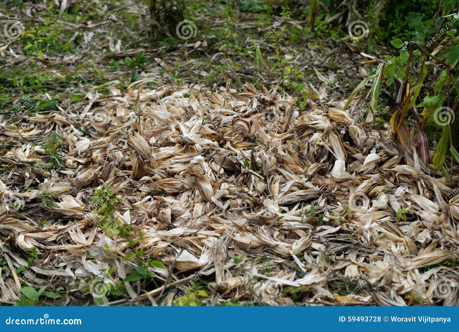 Shell corn stock photo. Image of green, fresh, organic - 59493728