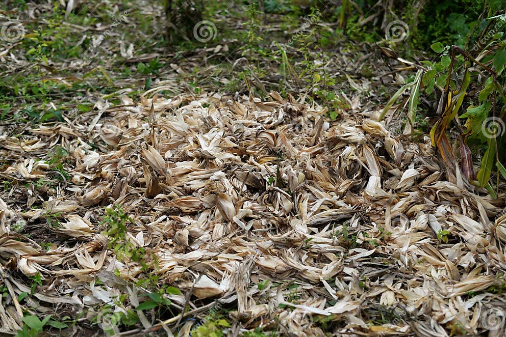Shell corn stock photo. Image of green, fresh, organic - 59493728