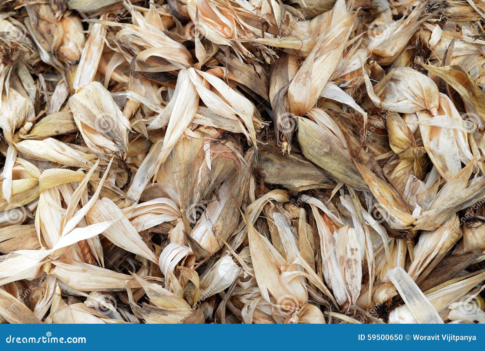 Shell corn stock photo. Image of closeup, organic, texture - 59500650