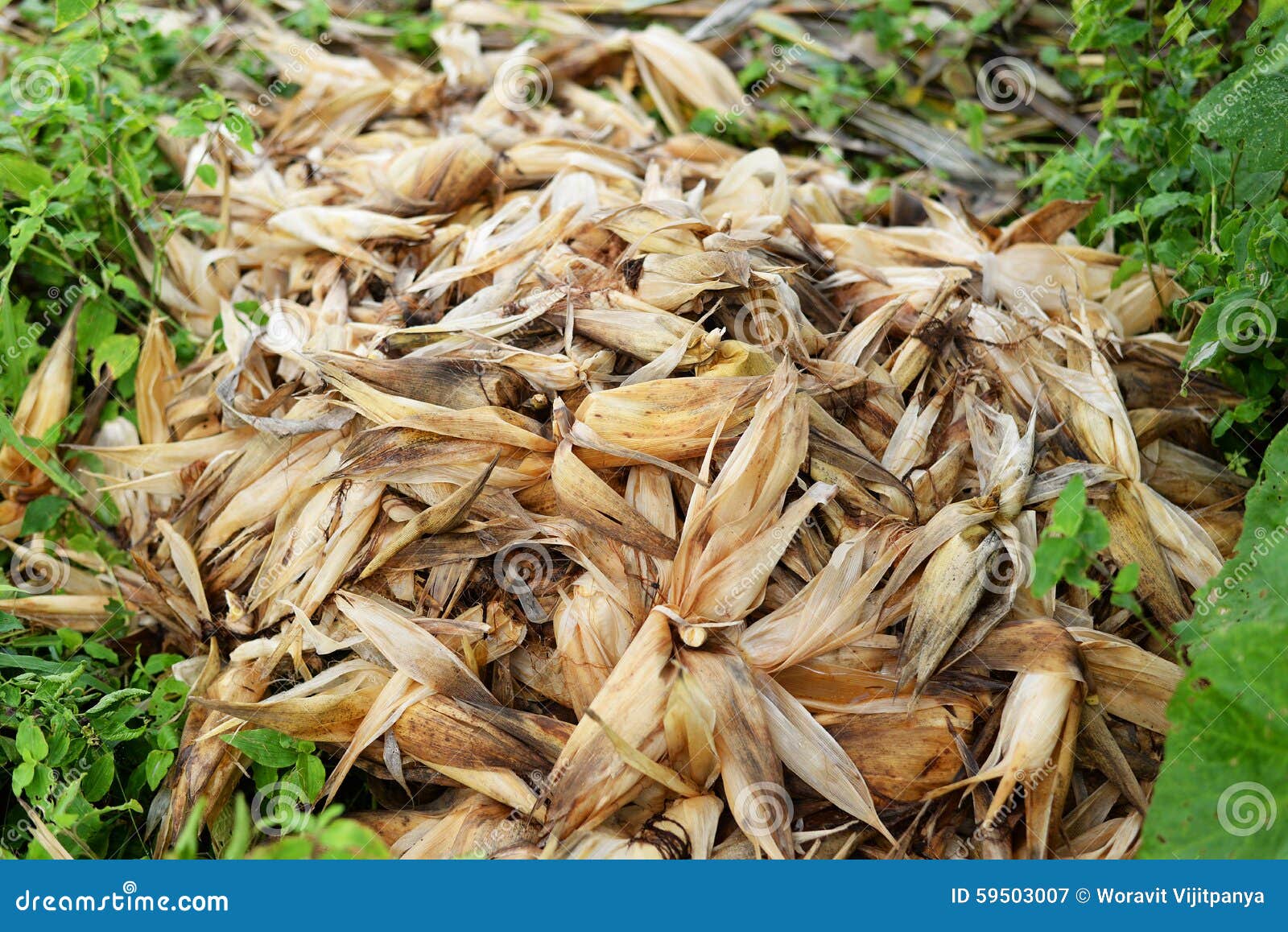 Shell corn stock image. Image of closeup, grain, natural - 59503007