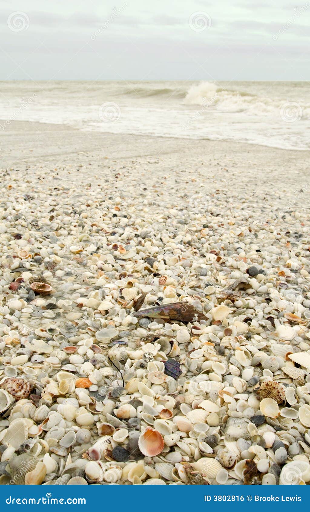 Shell Covered Beach stock photo. Image of shells, united - 3802816