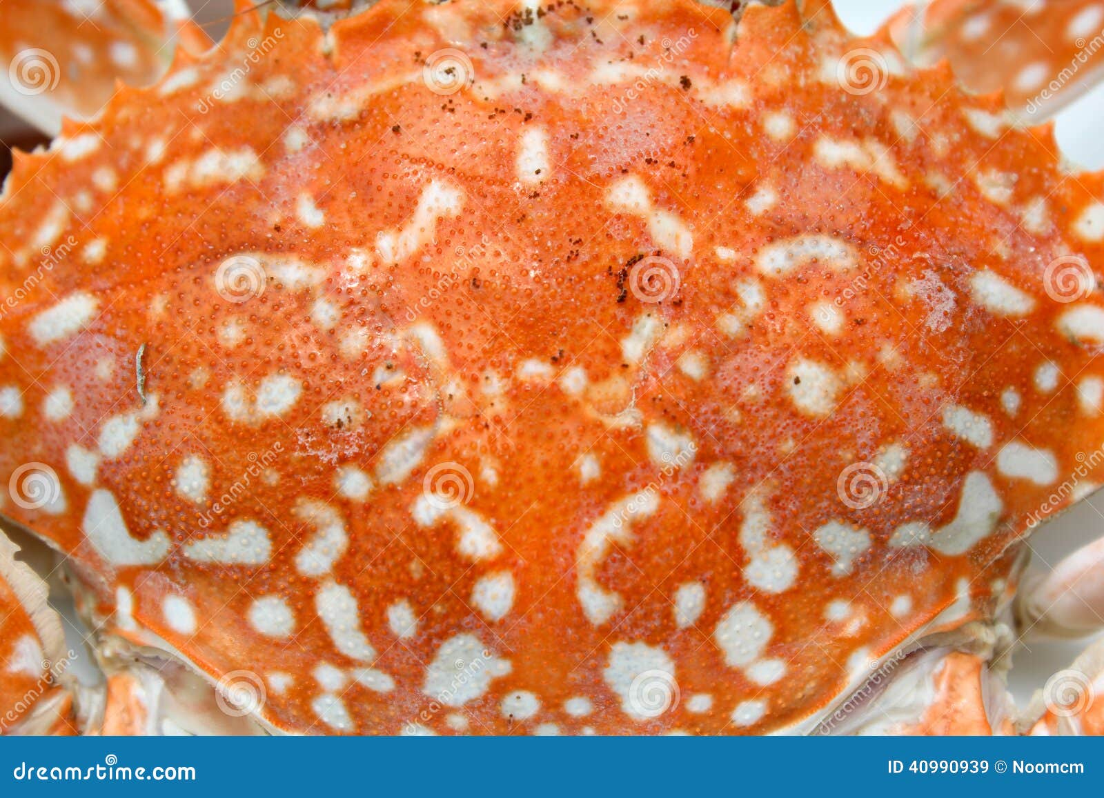 The shell of a crab stock image. Image of delicacy, animal - 40990939