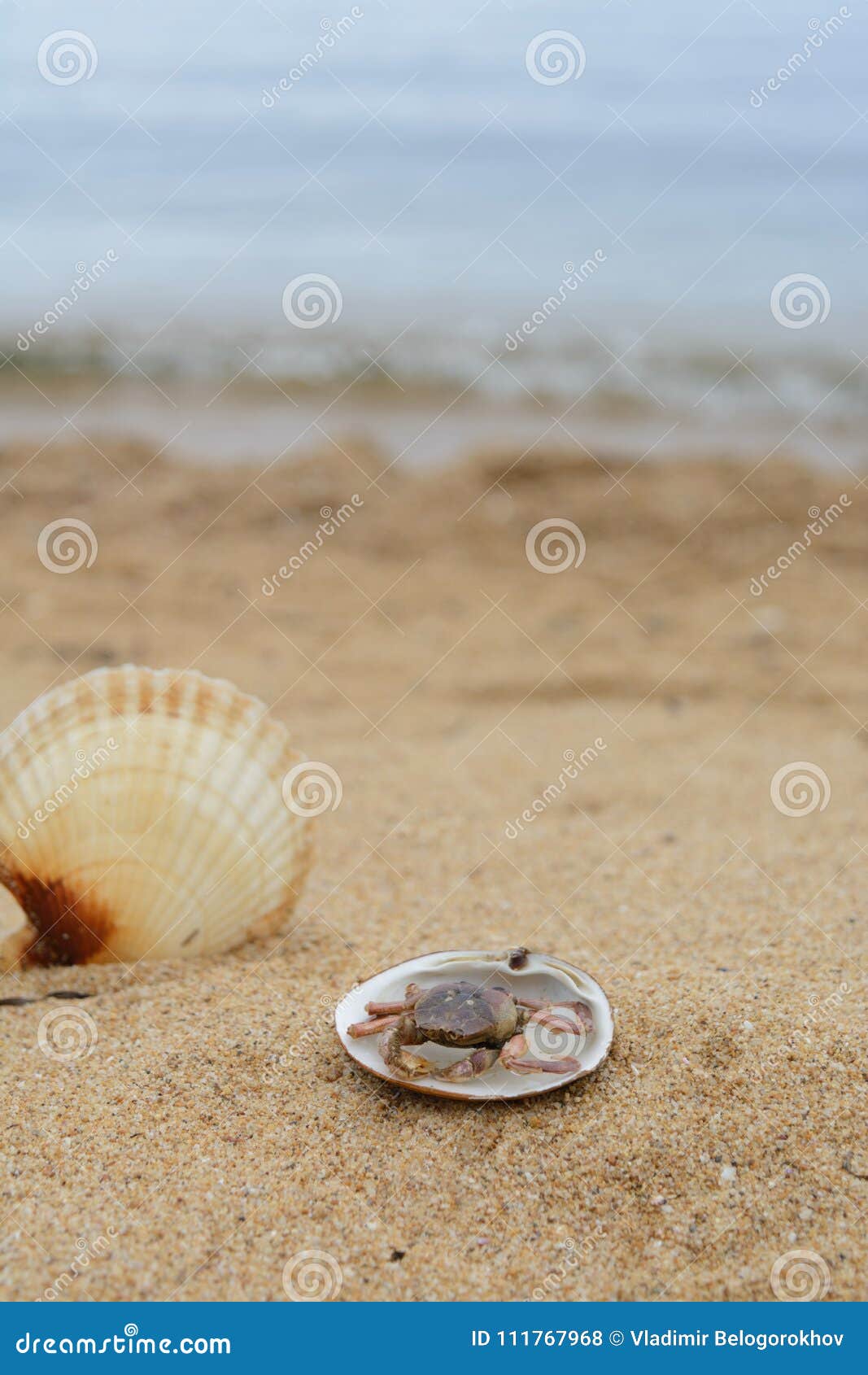 Shell and Crab on the Seashore. Stock Photo - Image of beach, seashore ...