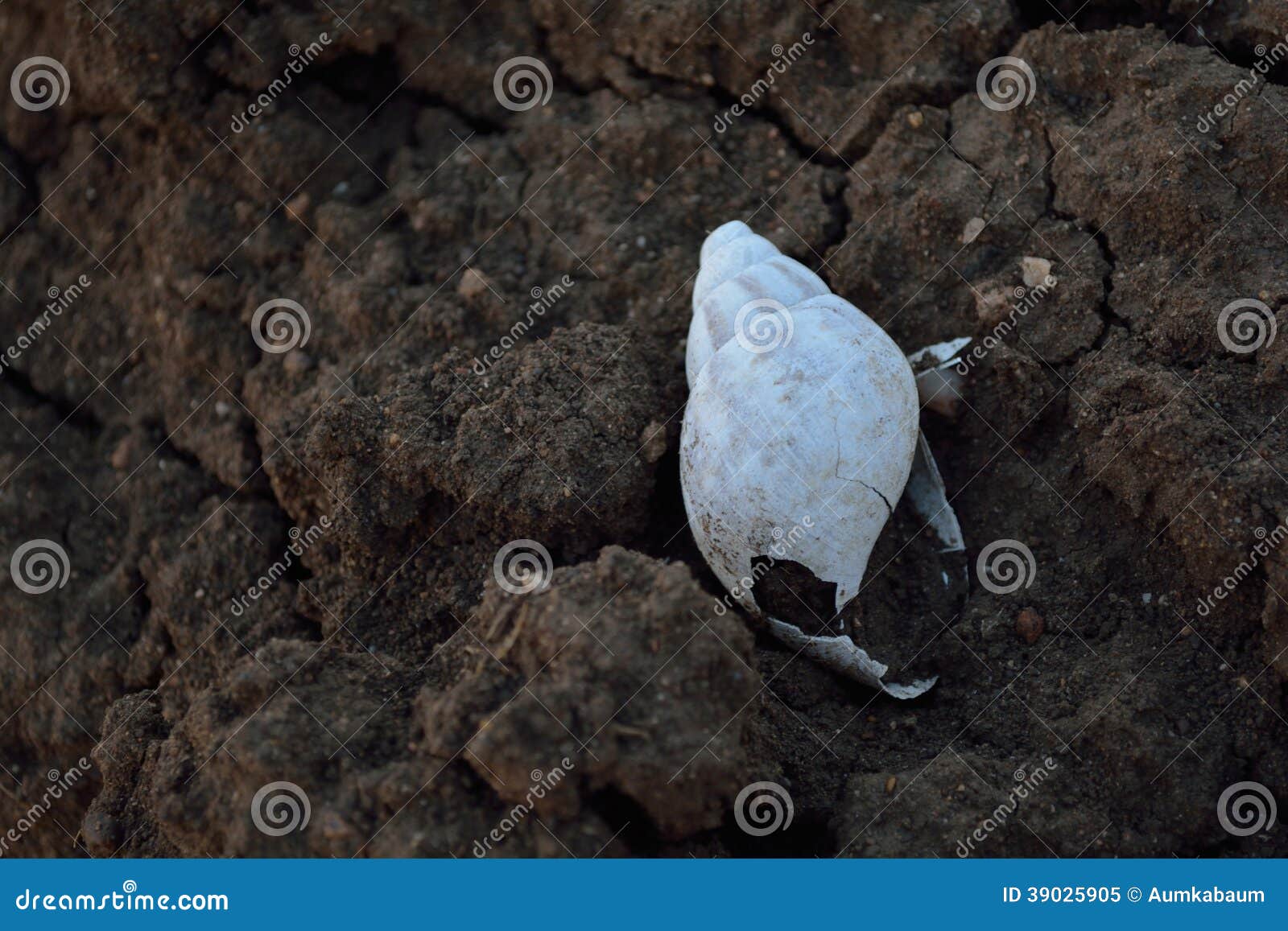 Shell on the Cracked Ground Stock Image - Image of shell, abstract ...