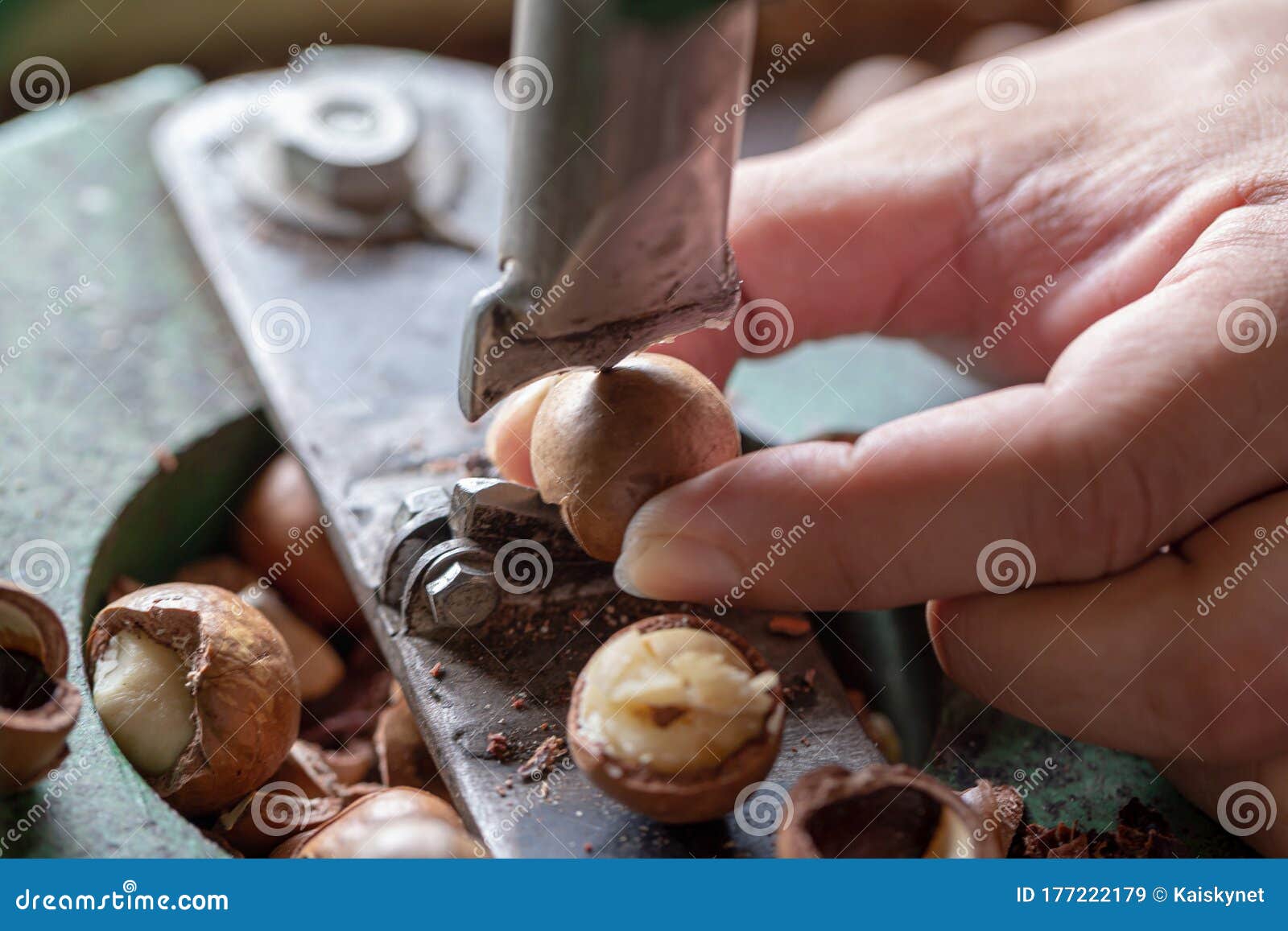 Shell Cracker for Cracking Macadamia, Open Macadamia Nut Stock Image ...