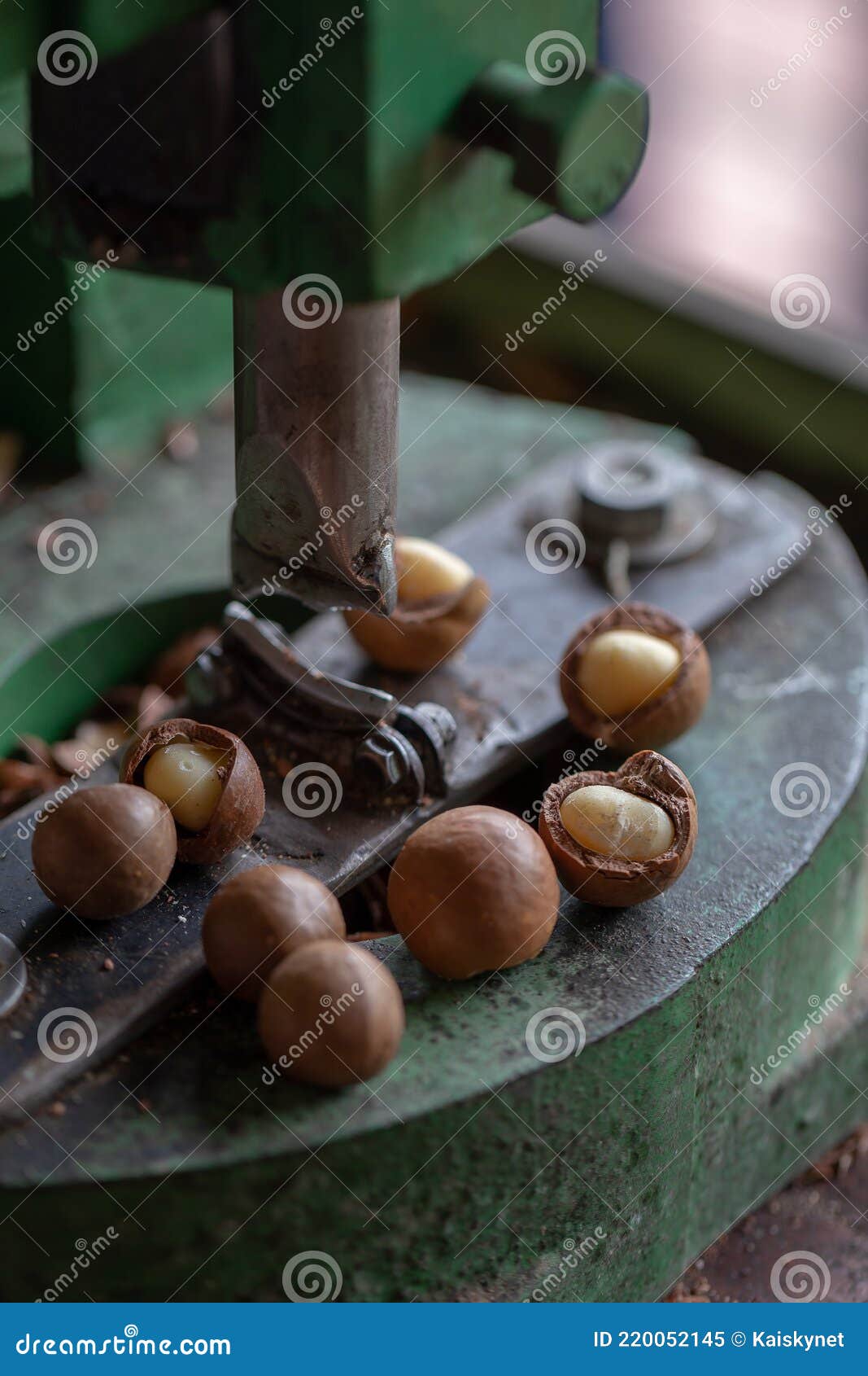 Shell Cracker for Cracking Macadamia, Open Macadamia Nut Stock Image ...