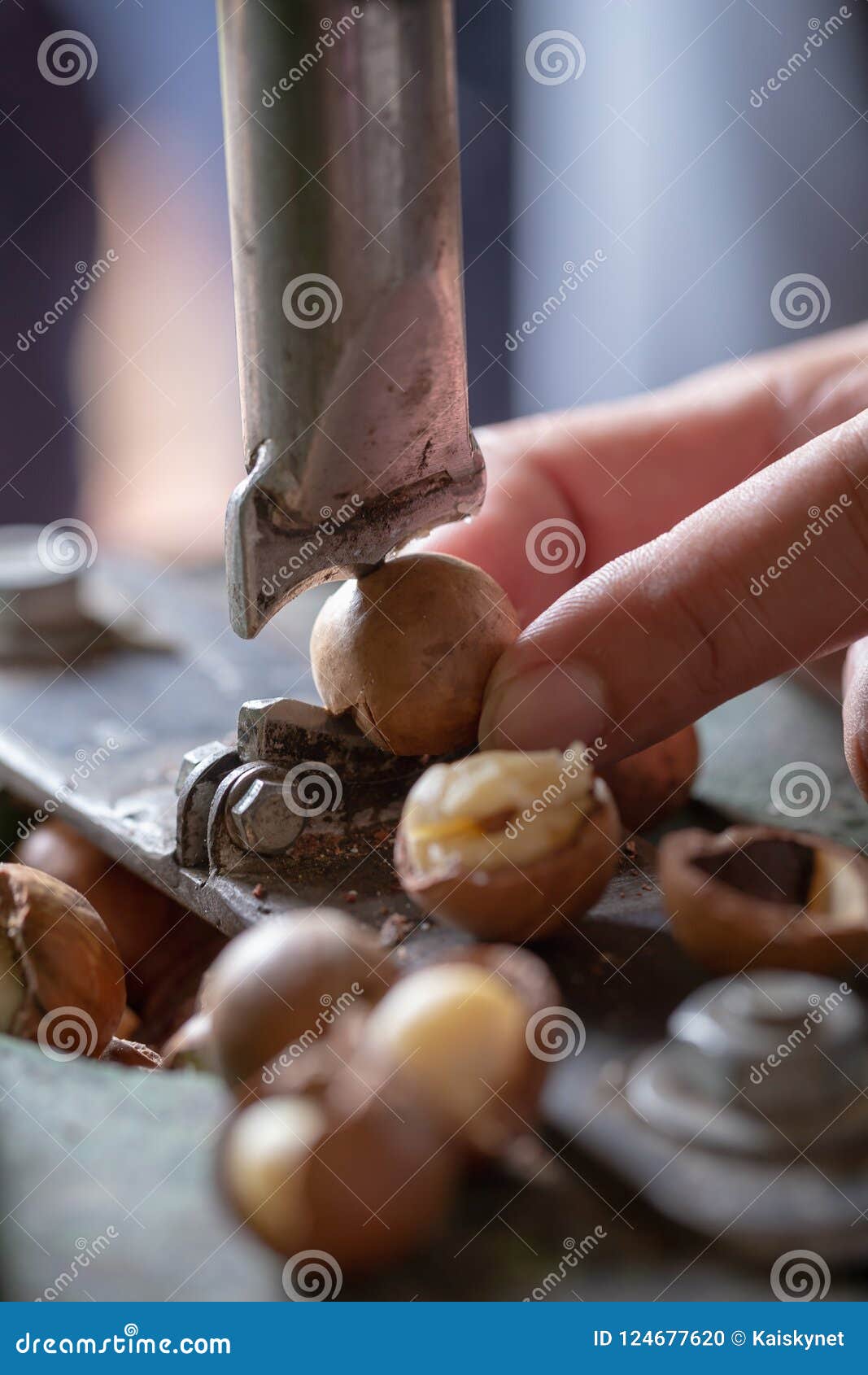 Shell Cracker for Cracking Macadamia, Open Macadamia Nut Stock Photo ...