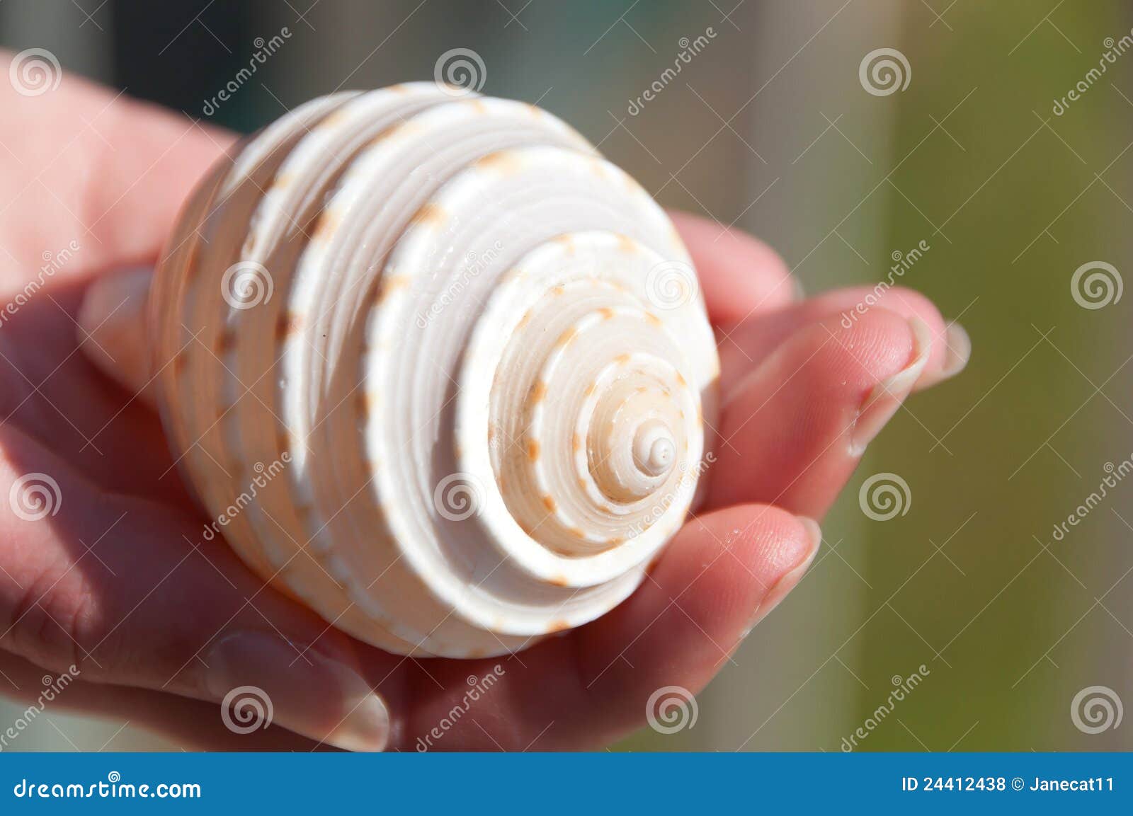 Shell cradled in hand stock photo. Image of shell, beach - 24412438