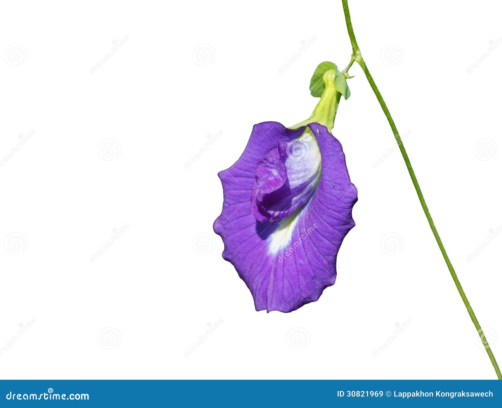 Shell Creeper Flower stock image. Image of blossoms, petals - 30821969