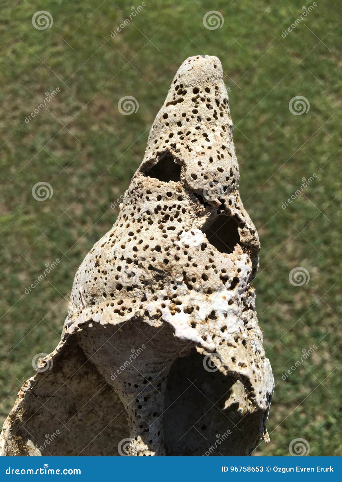 Shell crust bark peel stock image. Image of natural, scallop - 96758653