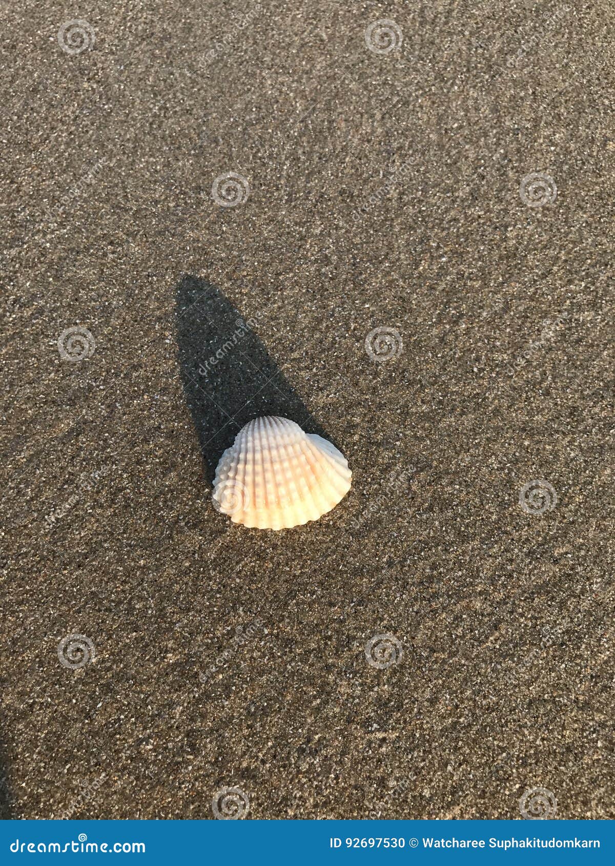 Shell. stock photo. Image of rough, ecology, cute, peace - 92697530