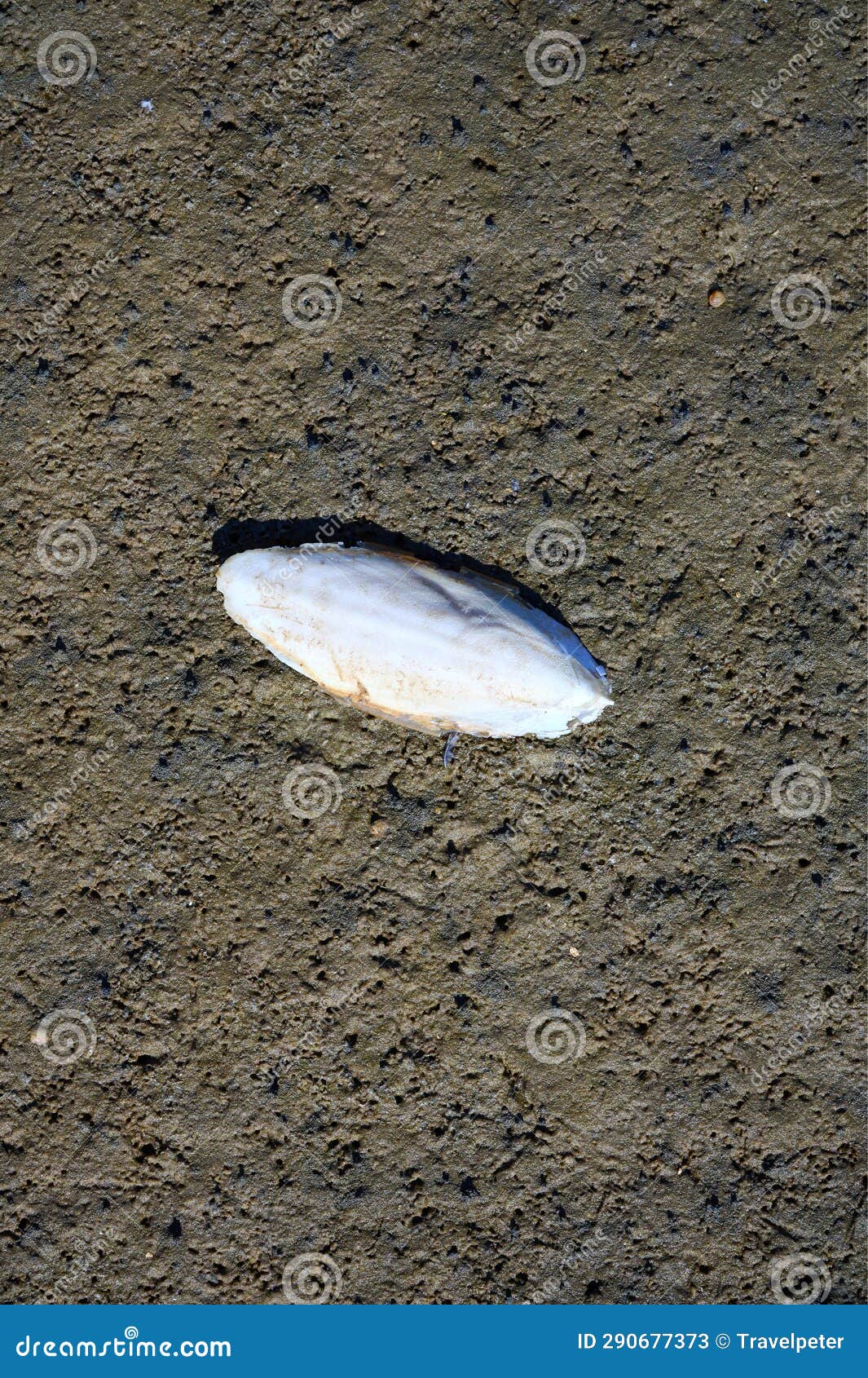 Shell (Cuttlebone) of the Cuttlefish (Sepia Officinalis) during Low ...