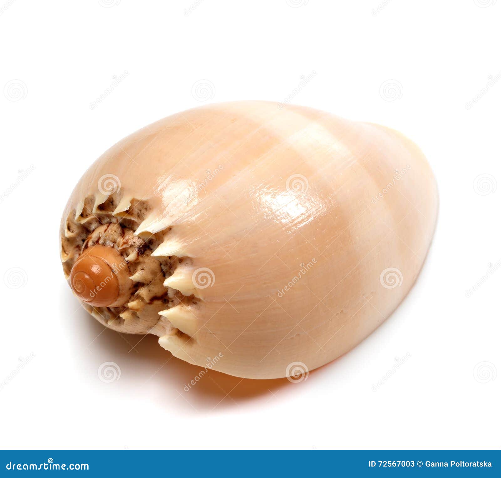 Shell of Cymbiola on white stock image. Image of denticles - 72567003