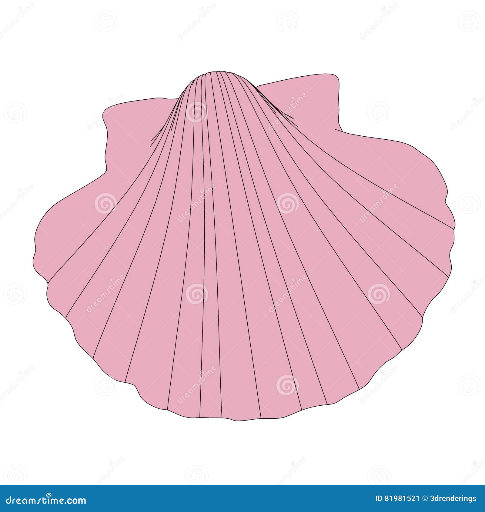 Shell stock illustration. Illustration of limpet, pecten - 81981521