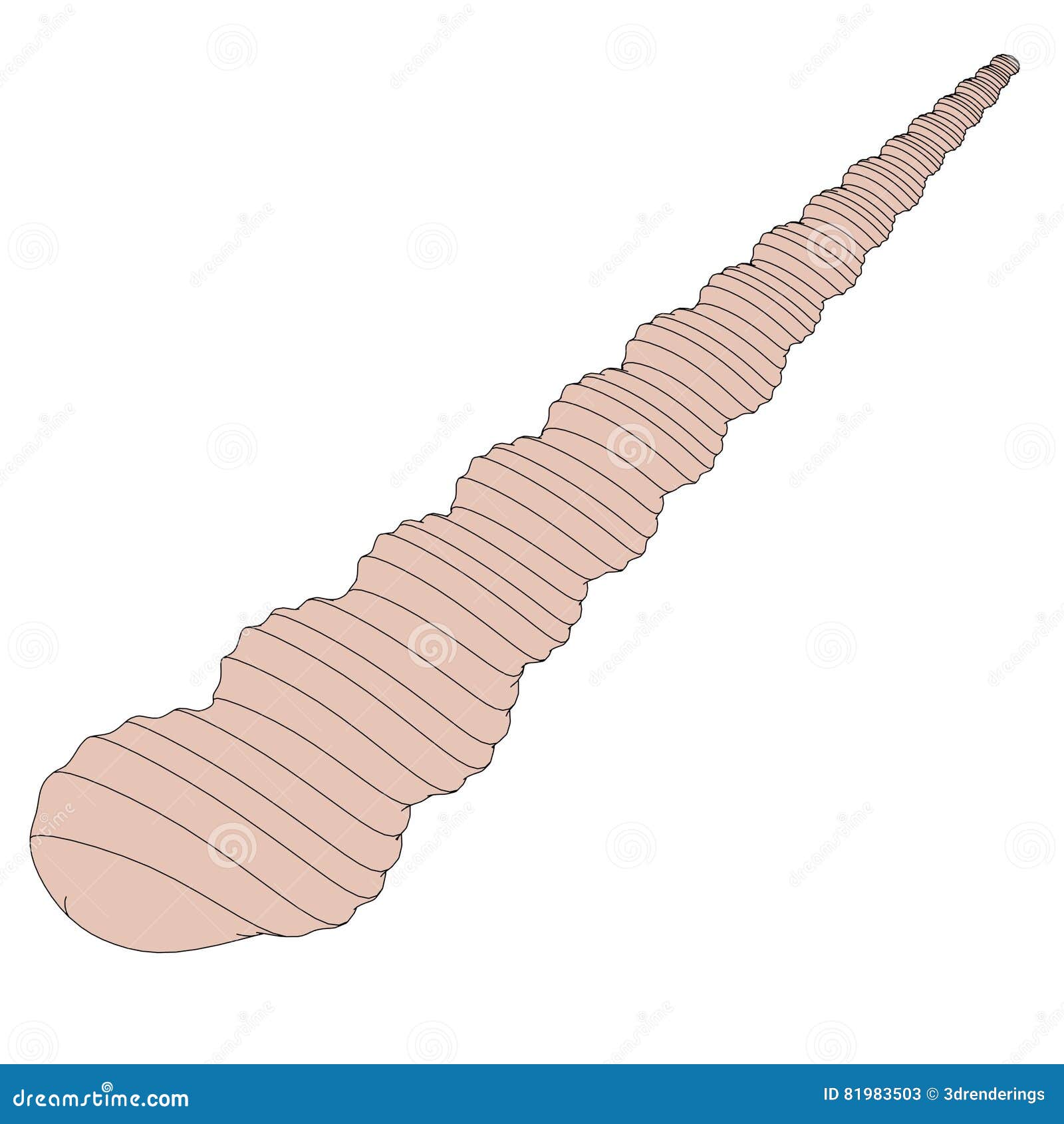 Shell stock illustration. Illustration of snail, cockle - 81983503