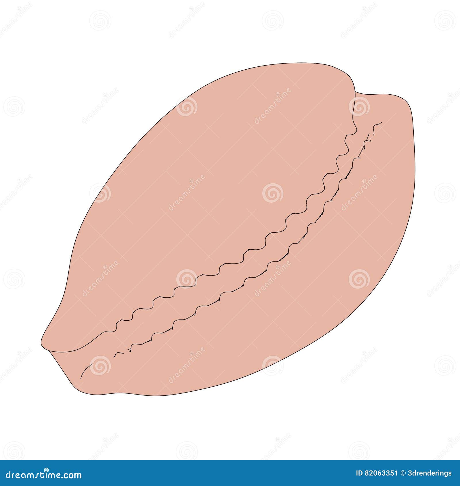 Shell stock illustration. Illustration of scallop, conch - 82063351