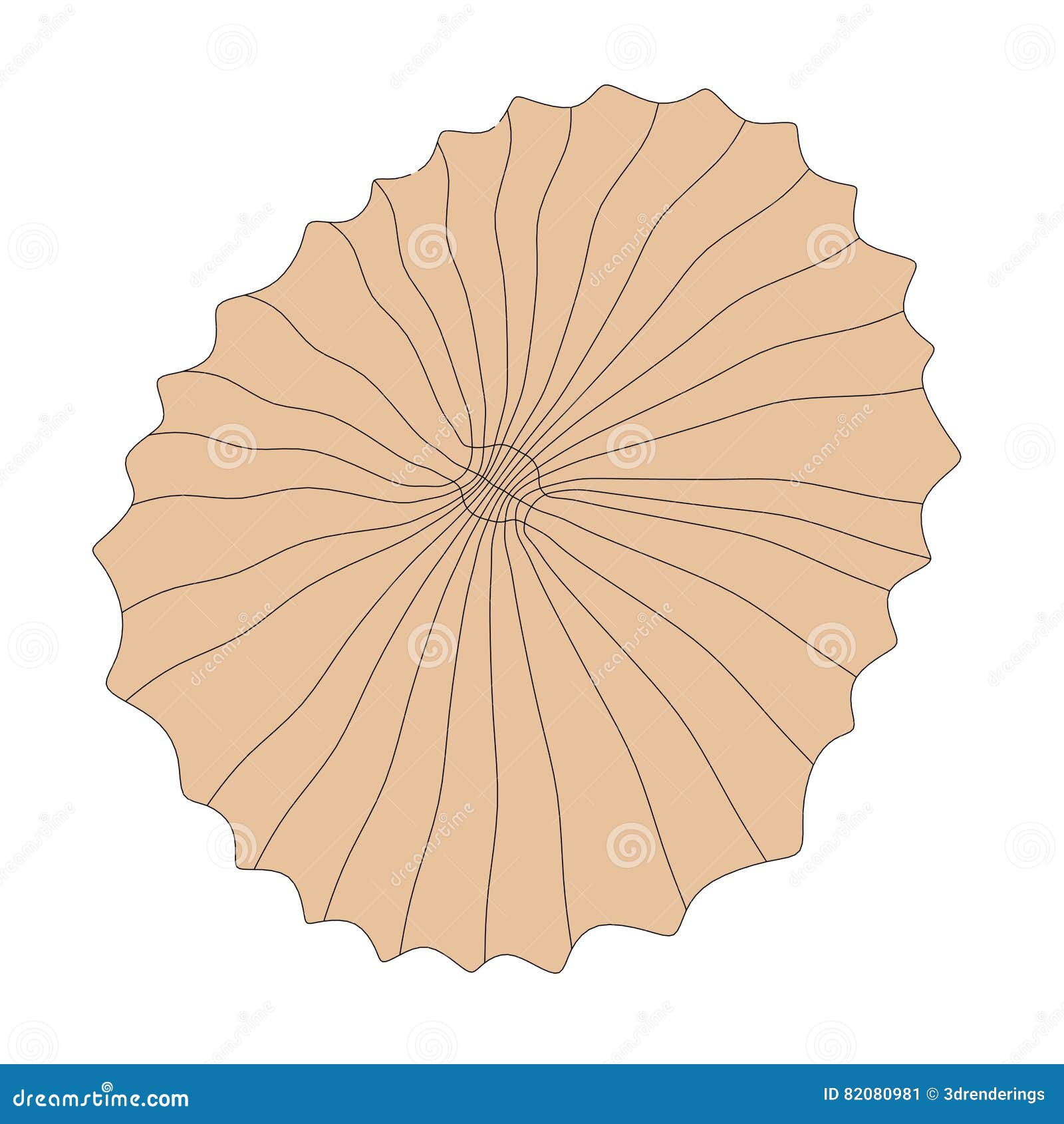 Shell stock illustration. Illustration of limpet, decoration - 82080981