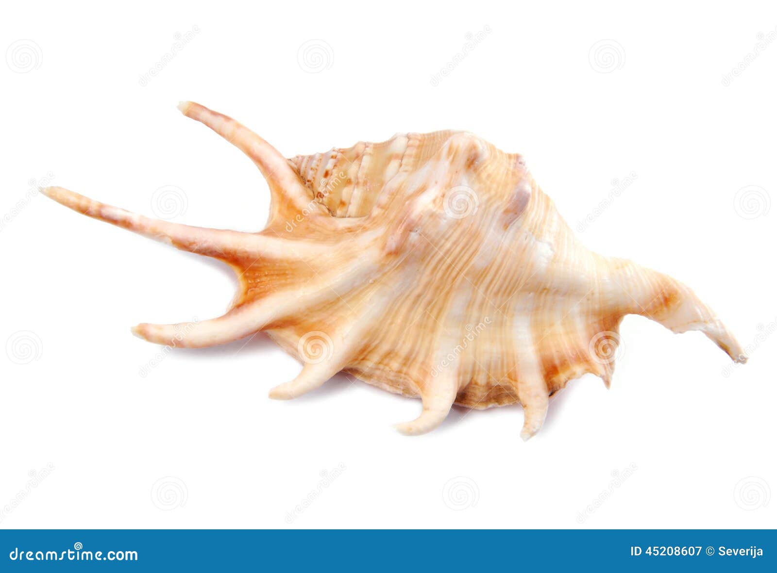 Shell Da Concha Do Mar Isolado Imagem de Stock - Imagem de molusco ...