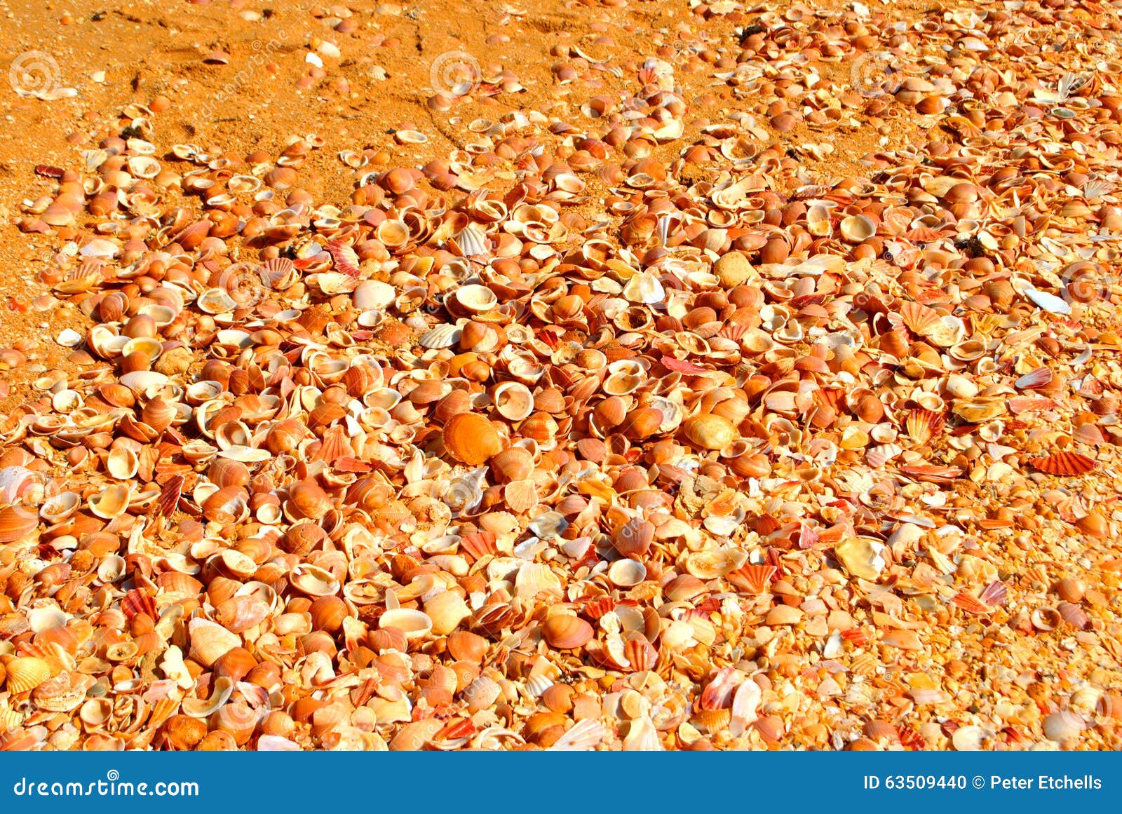 Shell Da Praia De Benagil Na Costa Do Algarve Foto de Stock - Imagem de ...