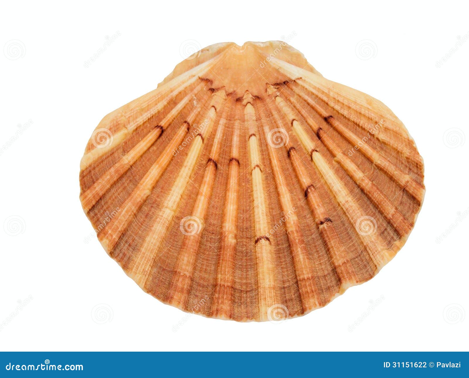 Shell Da Vieira (meridionalis De Pecten) No Fundo Branco Foto de Stock ...