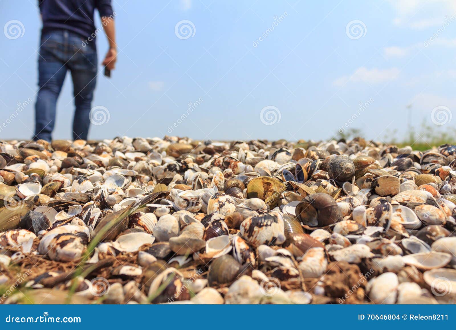 Shell. stock photo. Image of wildlife, shellfish, summer - 70646804