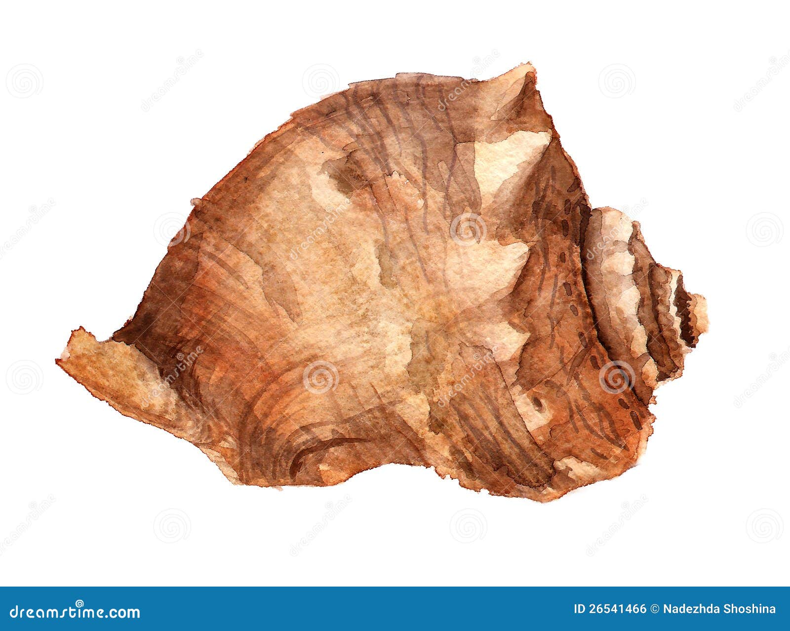 Shell de la acuarela stock de ilustración. Ilustración de forma - 26541466