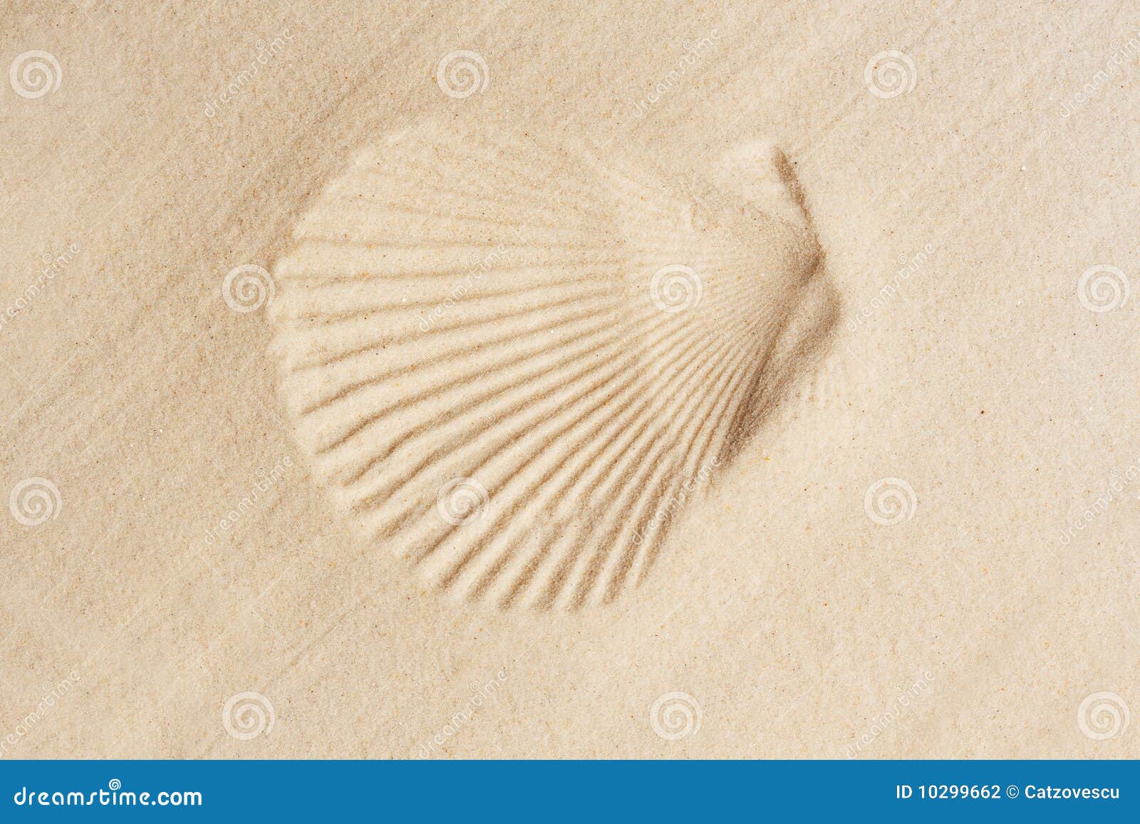 Shell de la arena foto de archivo. Imagen de concha, marina - 10299662