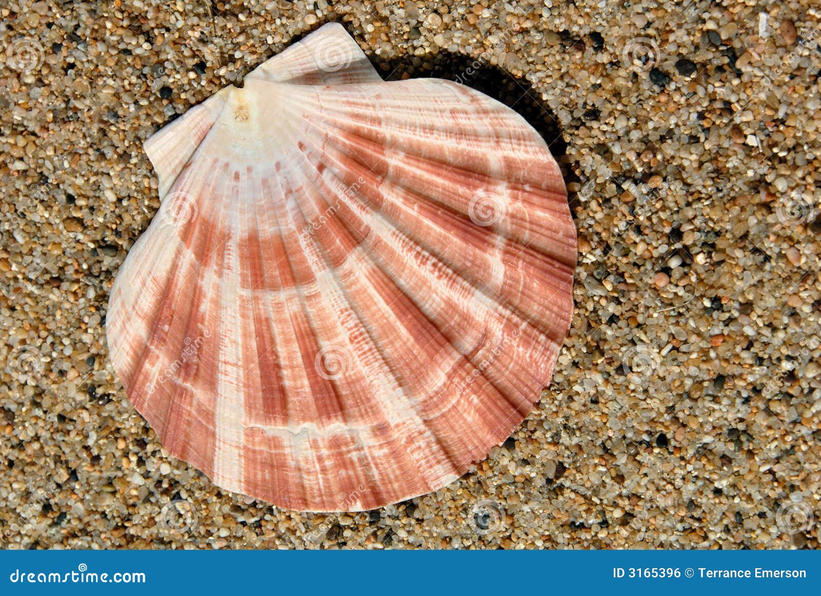 Shell De La Arena Y Del Mar Foto de archivo - Imagen de verano, fondo ...