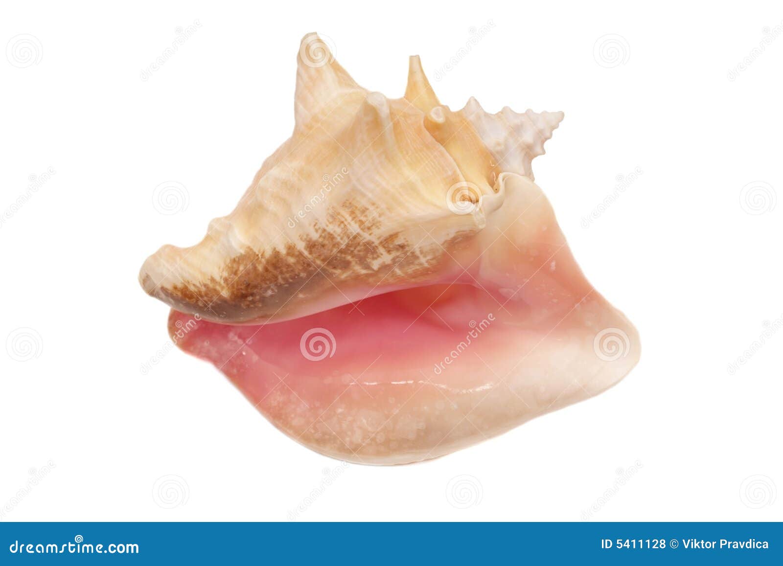 Shell de la concha foto de archivo. Imagen de agua, playa - 5411128
