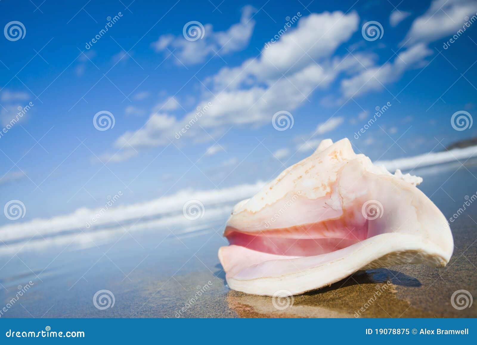 Shell De La Concha De La Reina Imagen de archivo - Imagen de rosa, cubo ...