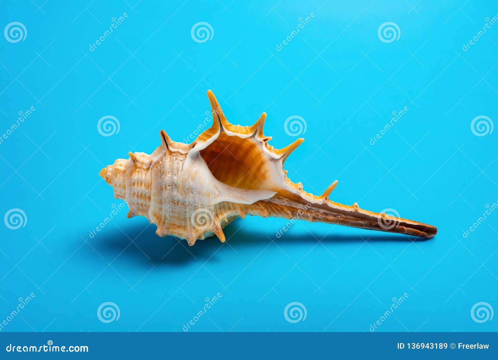 Shell De La Concha En Fondo Azul Imagen de archivo - Imagen de animal ...