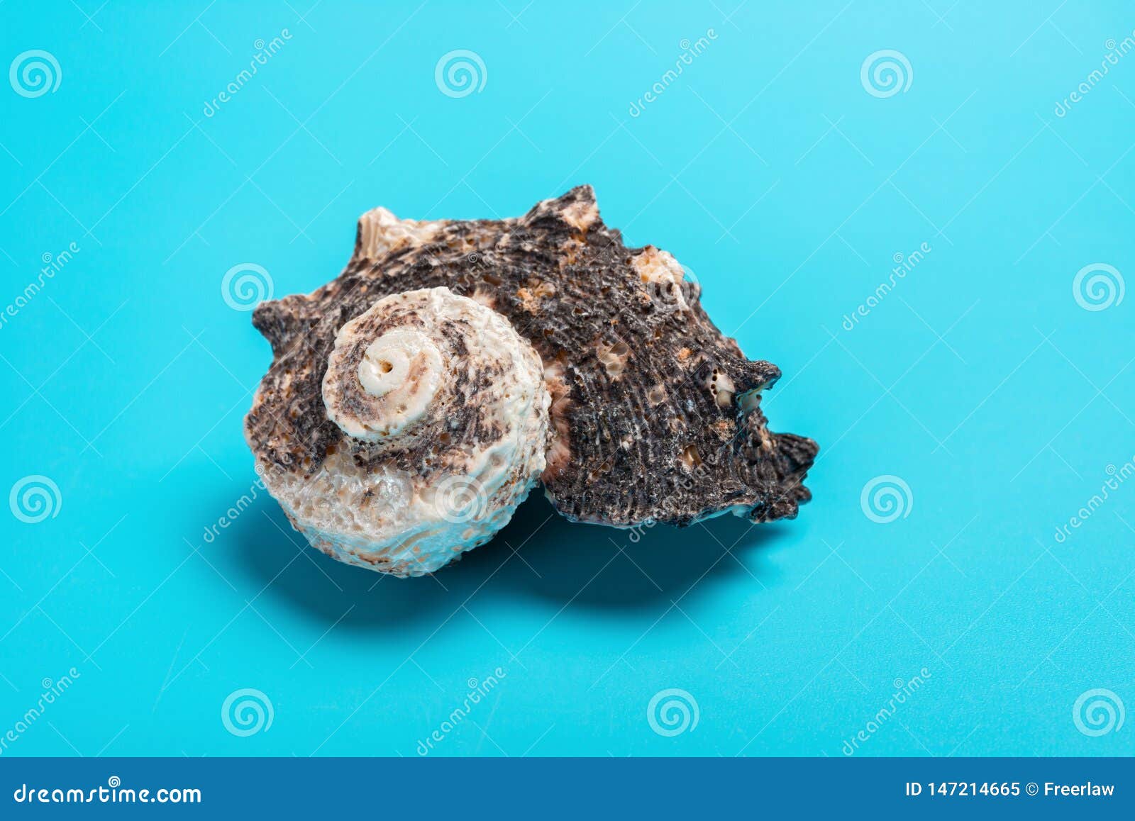 Shell De La Concha En Fondo Azul Imagen de archivo - Imagen de objeto ...