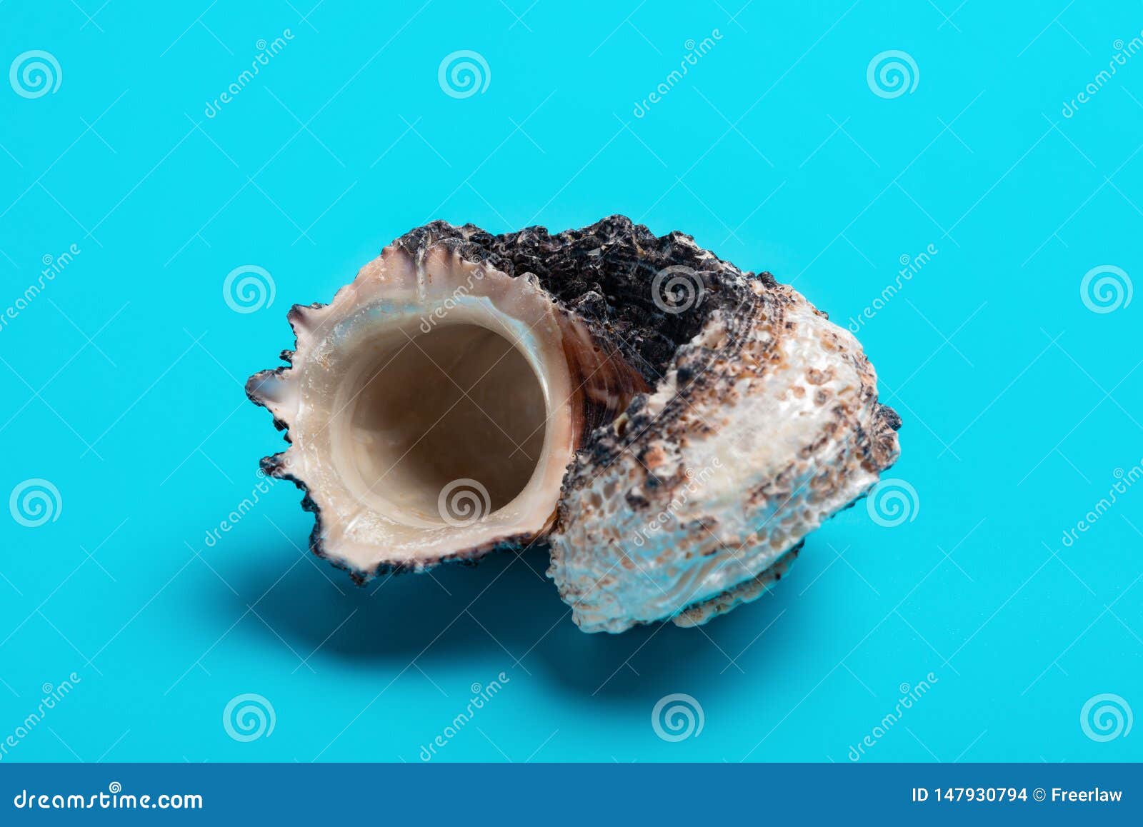 Shell De La Concha En Fondo Azul Foto de archivo - Imagen de volutas ...