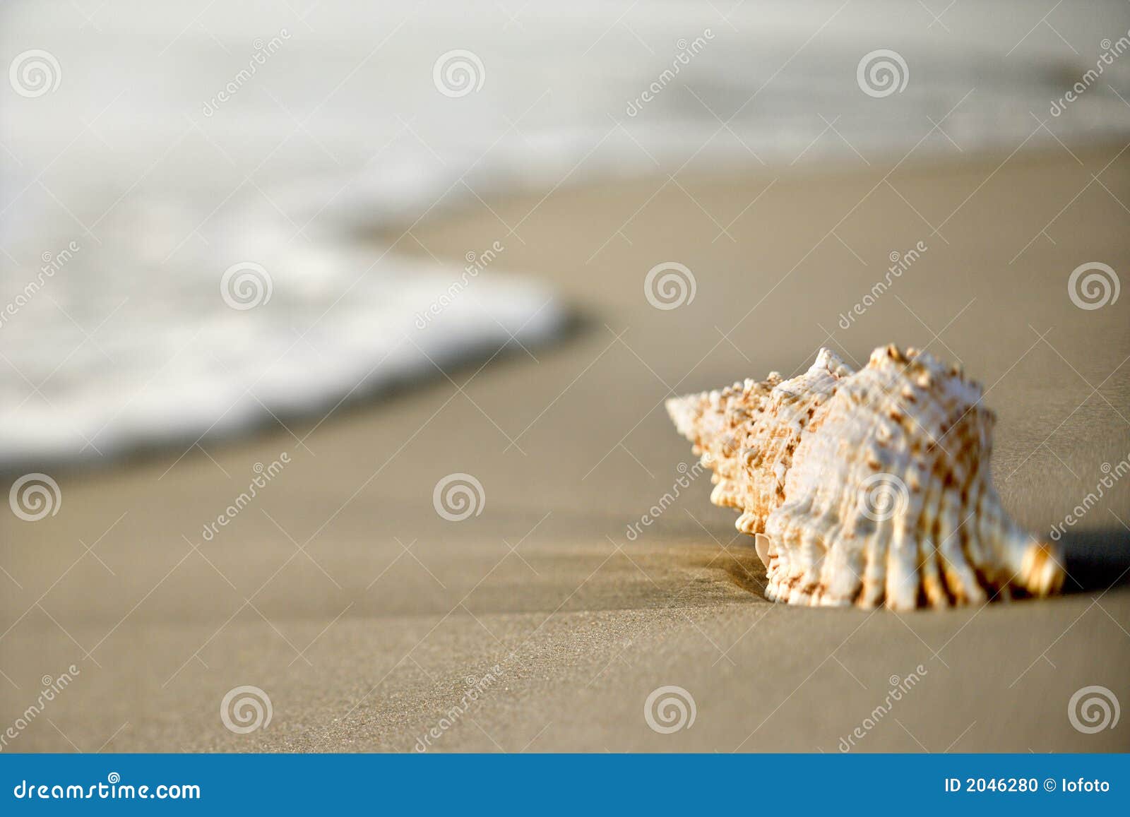 Shell De La Concha En La Arena Foto de archivo - Imagen de color, playa ...
