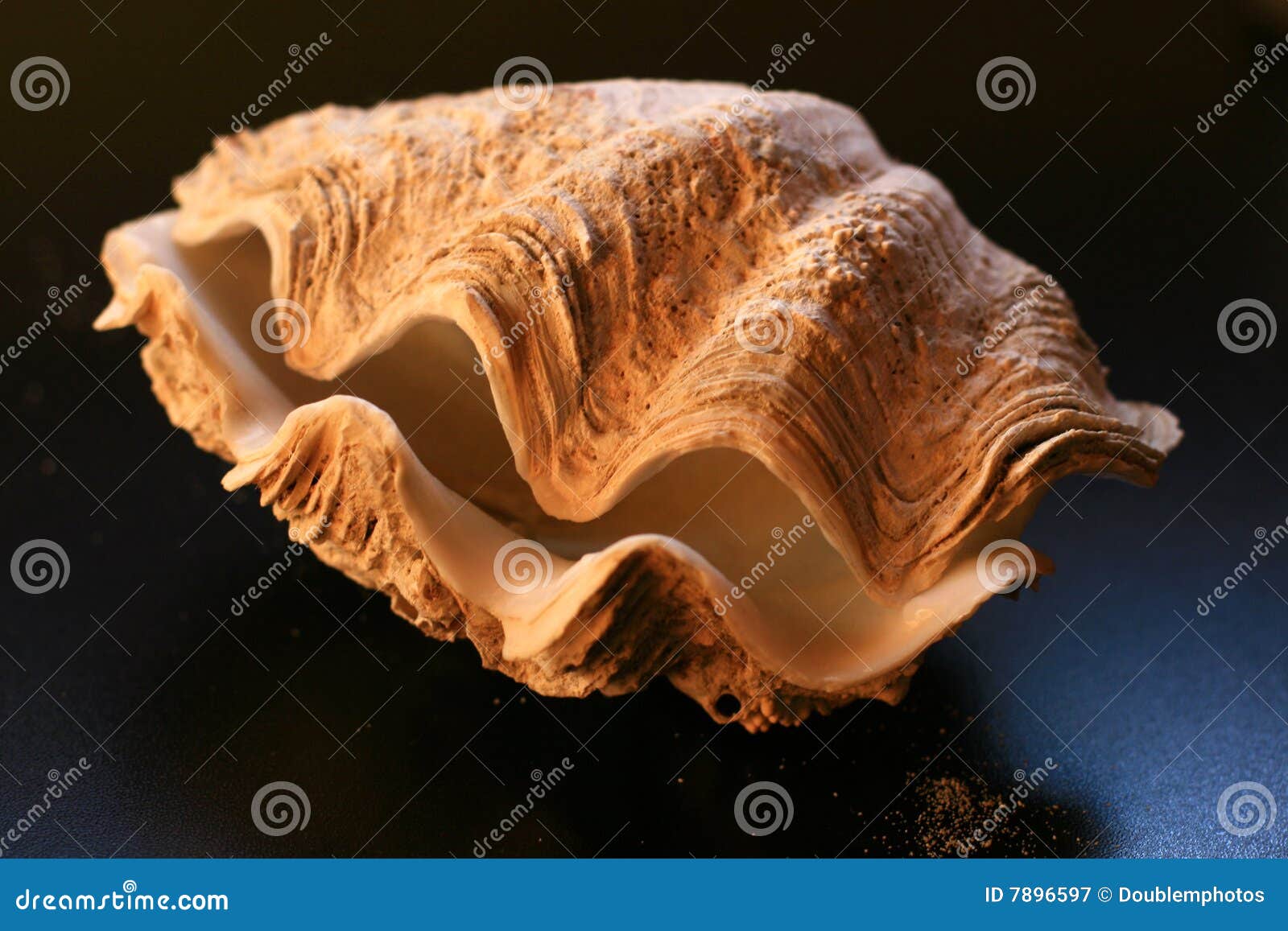 Shell de la perla imagen de archivo. Imagen de océano - 7896597