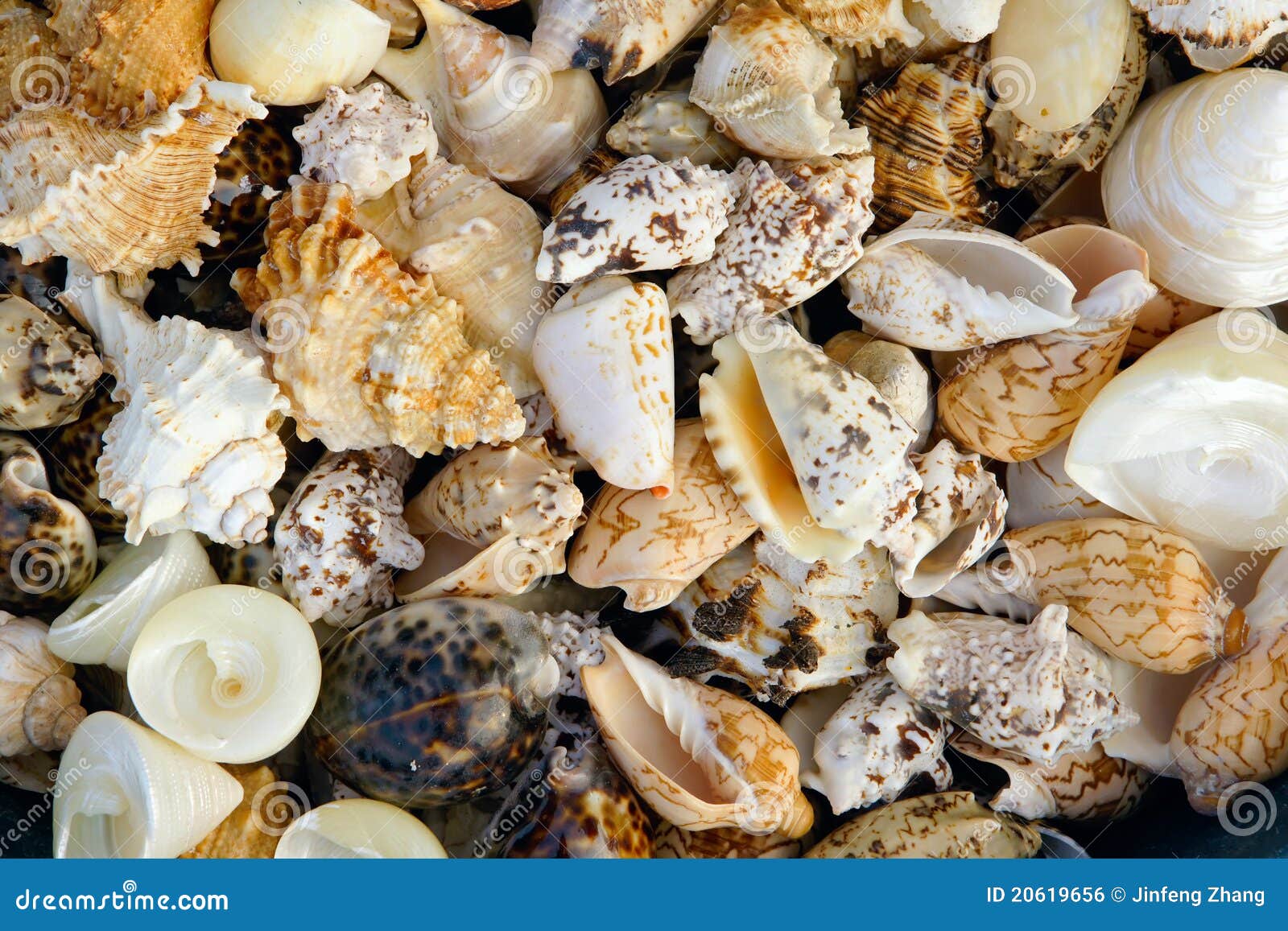 Shell de la trompeta foto de archivo. Imagen de inmaculado - 20619656