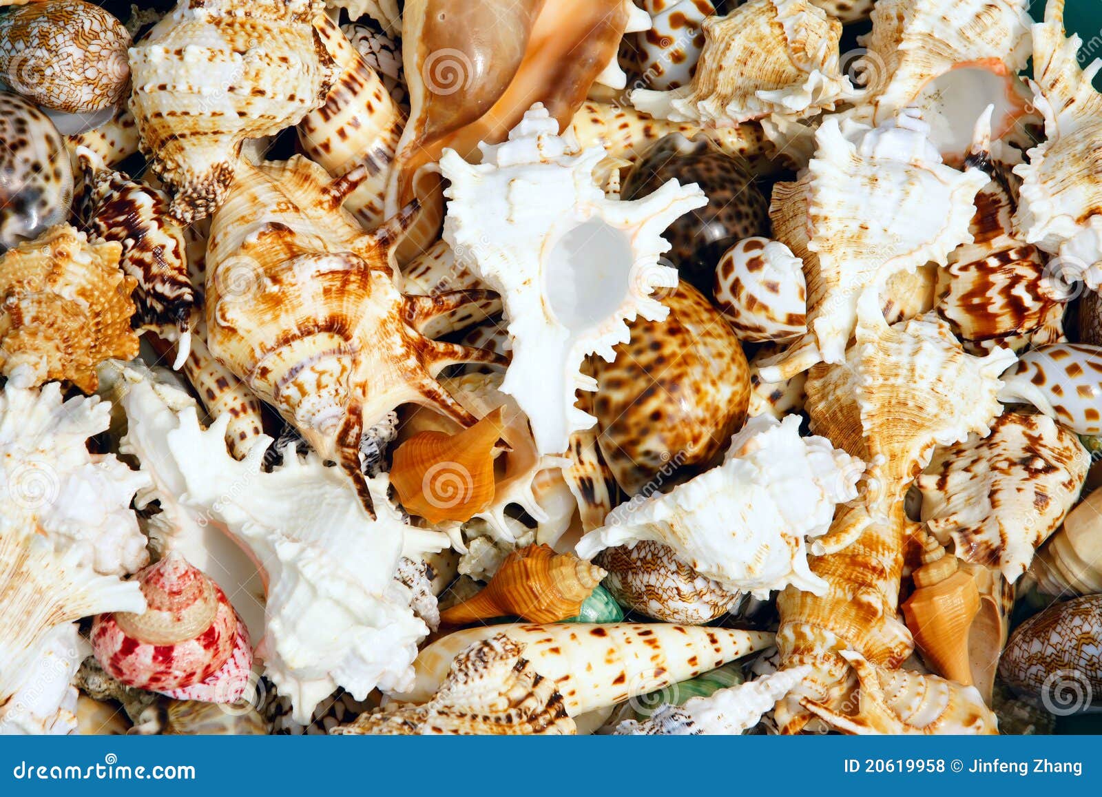 Shell de la trompeta foto de archivo. Imagen de sacacorchos - 20619958