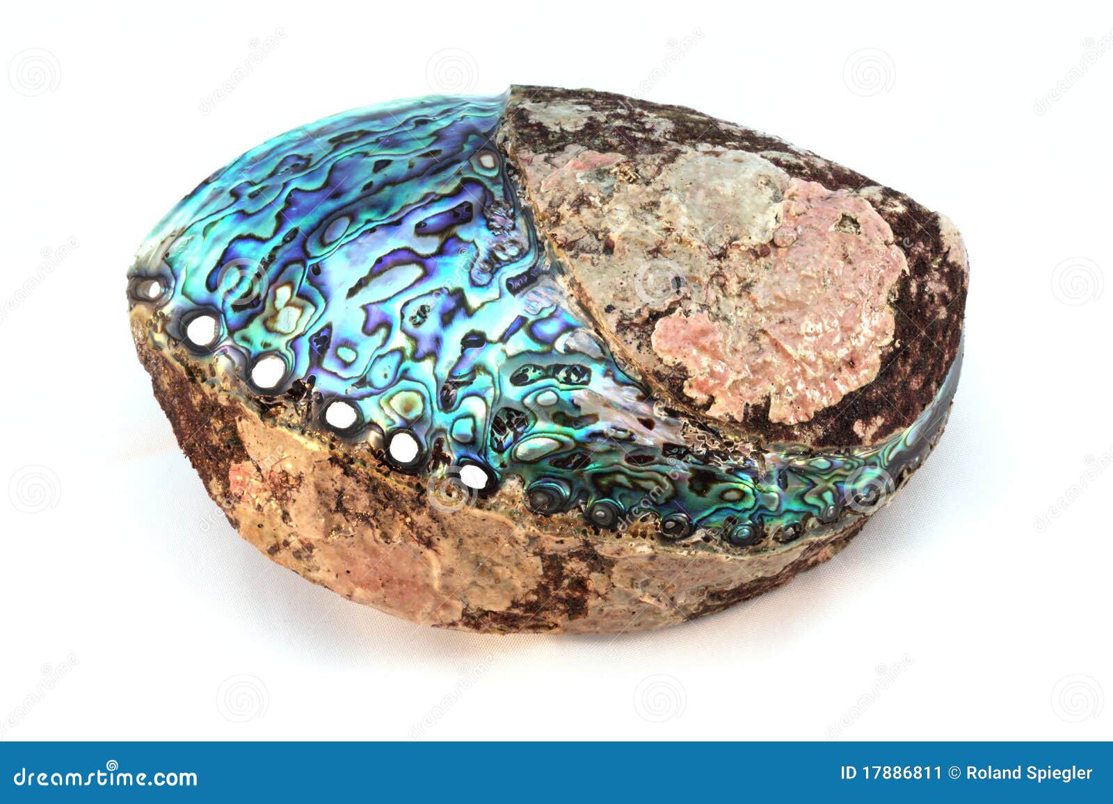 Shell de Paua imagen de archivo. Imagen de blanco, turquesa - 17886811