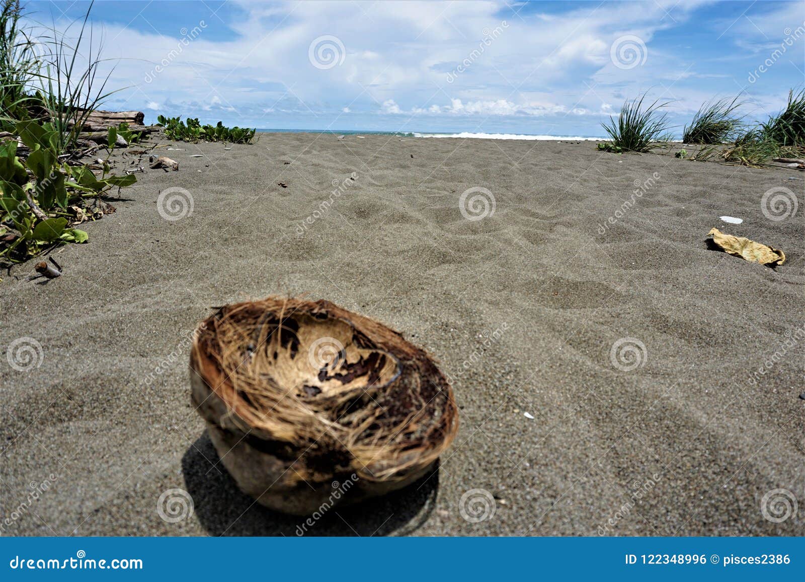Shell De Um Coco Na Praia Dominical Foto de Stock - Imagem de costa ...