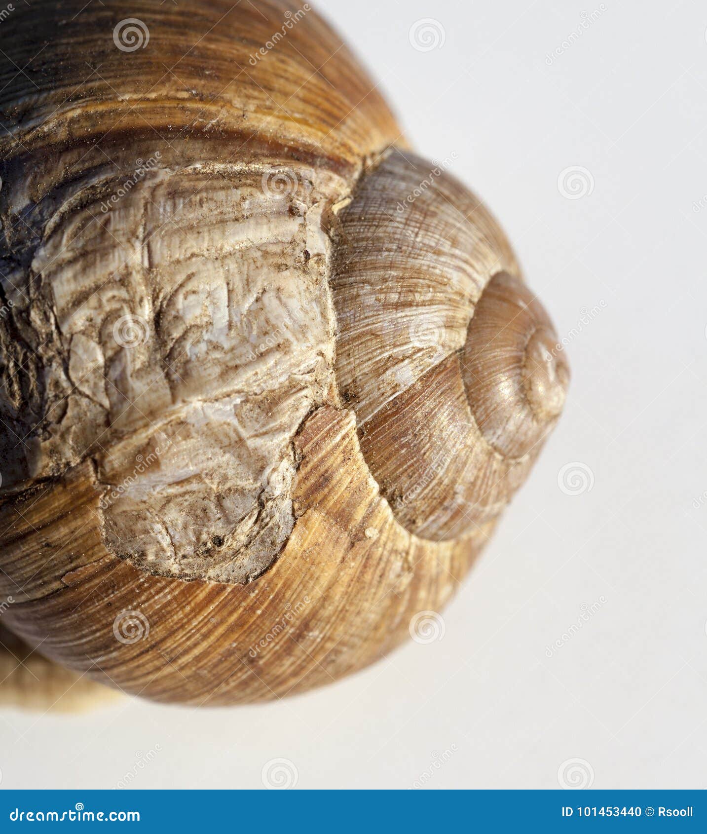 Shell de un caracol foto de archivo. Imagen de macro - 101453440