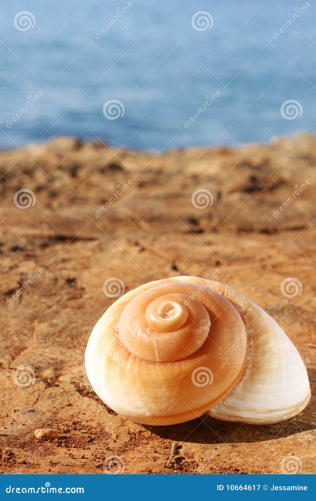 Shell de un caracol de mar imagen de archivo. Imagen de costa - 10664617