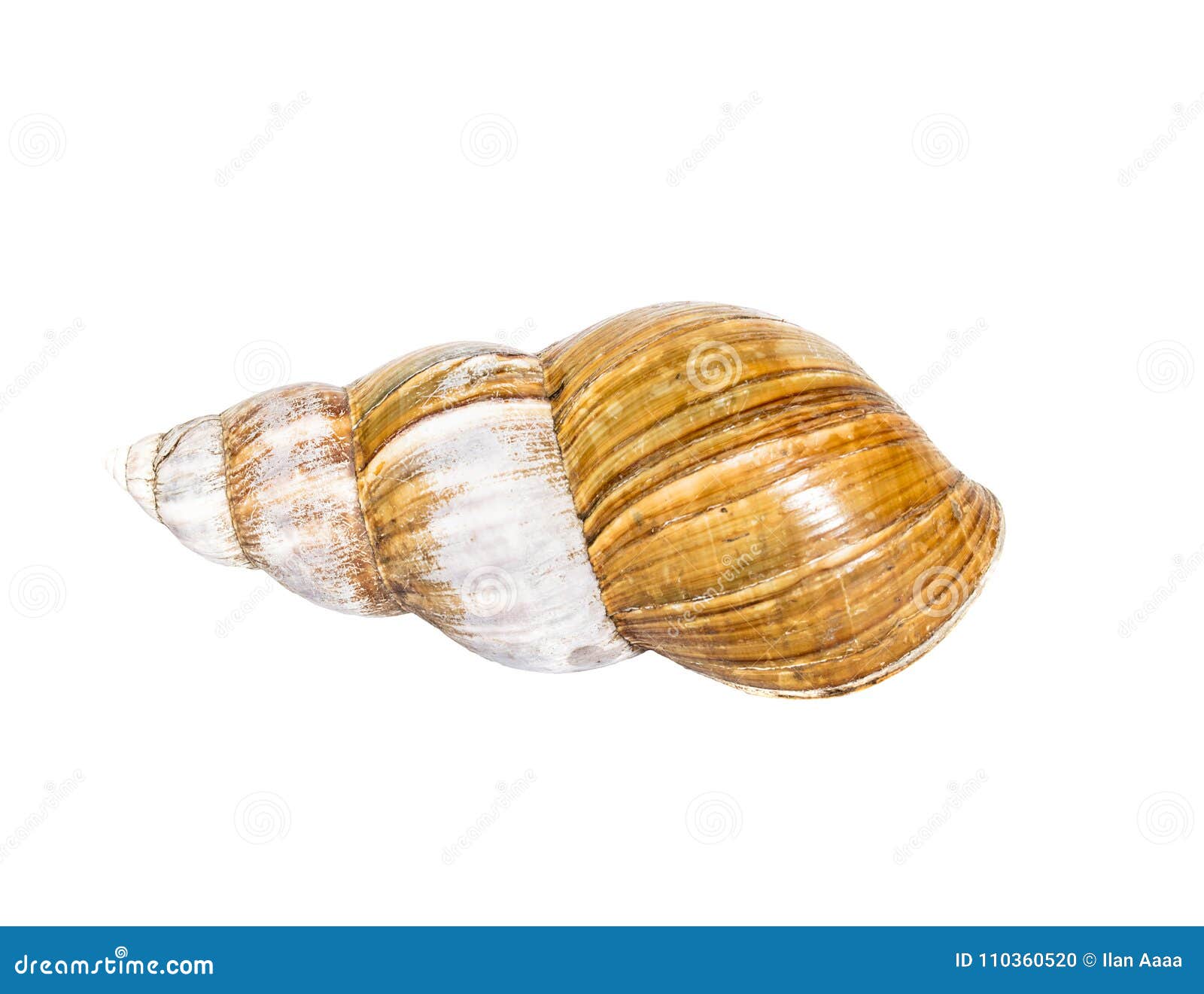 Shell De Vieira Do Ahaatin Isolado No Fundo Branco Ilustração Stock ...