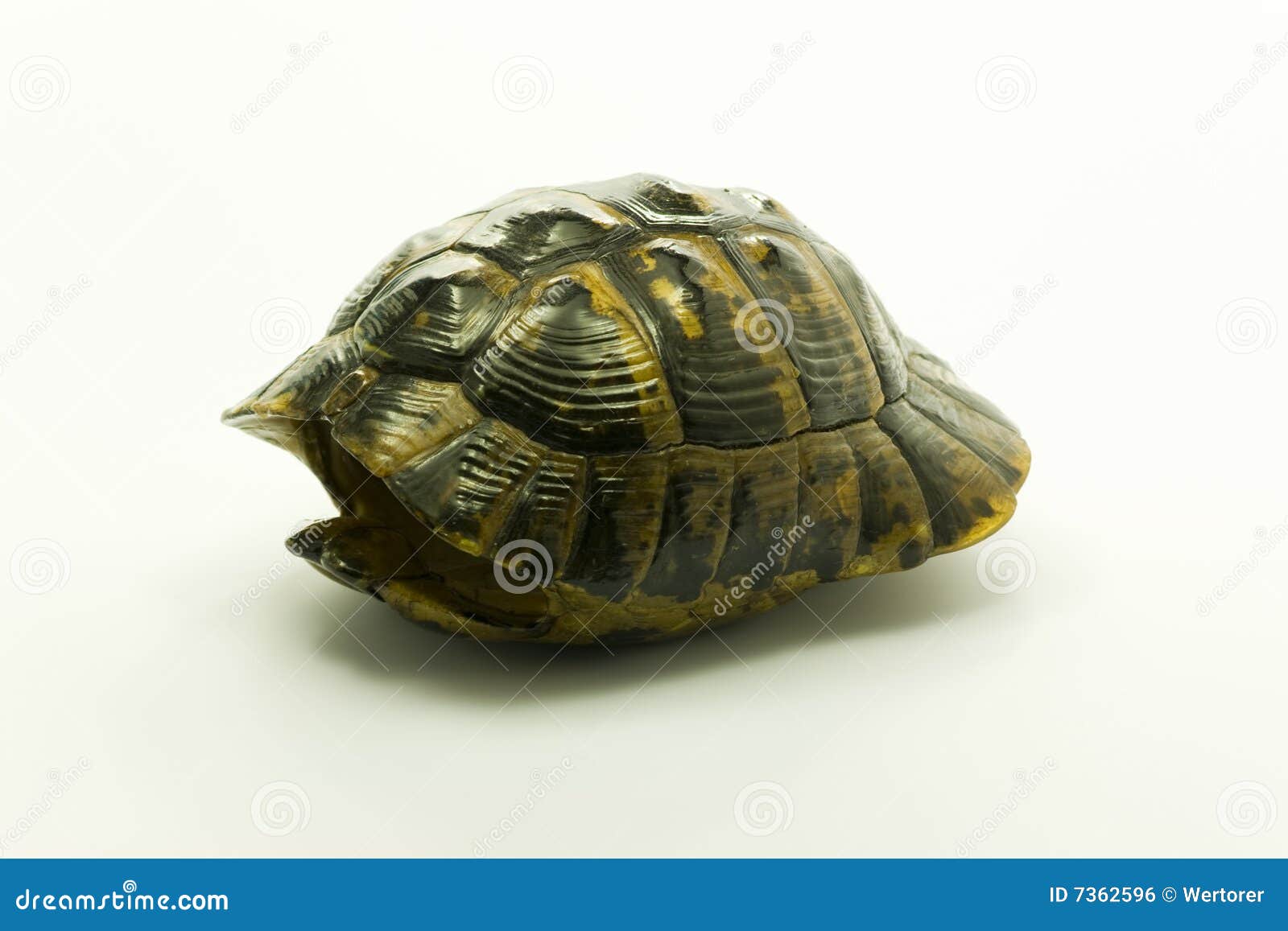 Shell of a dead turtle stock photo. Image of white, turtle - 7362596